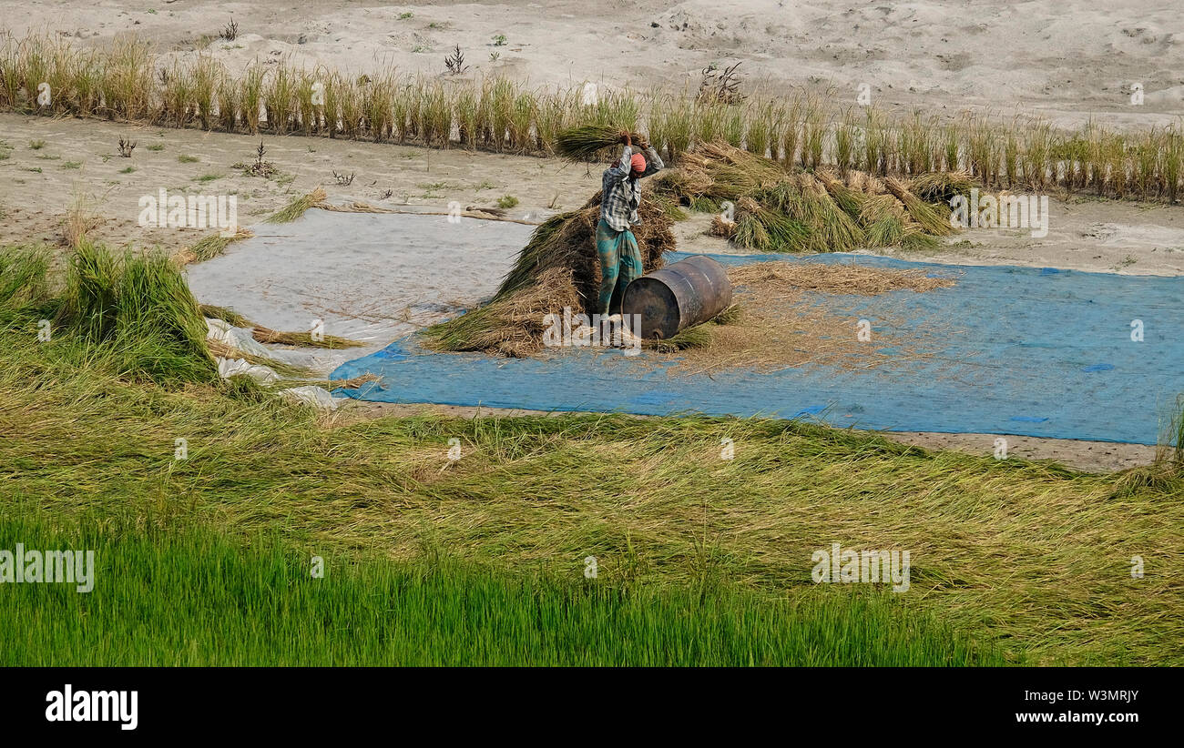 Threshing paddy hi-res stock photography and images - Alamy