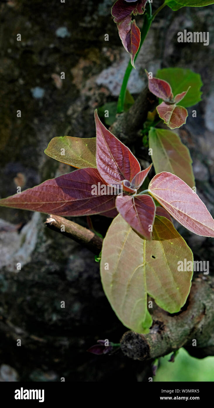 Newly sprouted leaves. Bangladesh. 2015 Stock Photo - Alamy