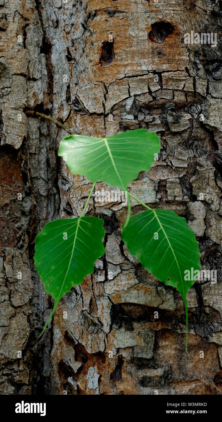 Newly sprouted leaf hi-res stock photography and images - Alamy