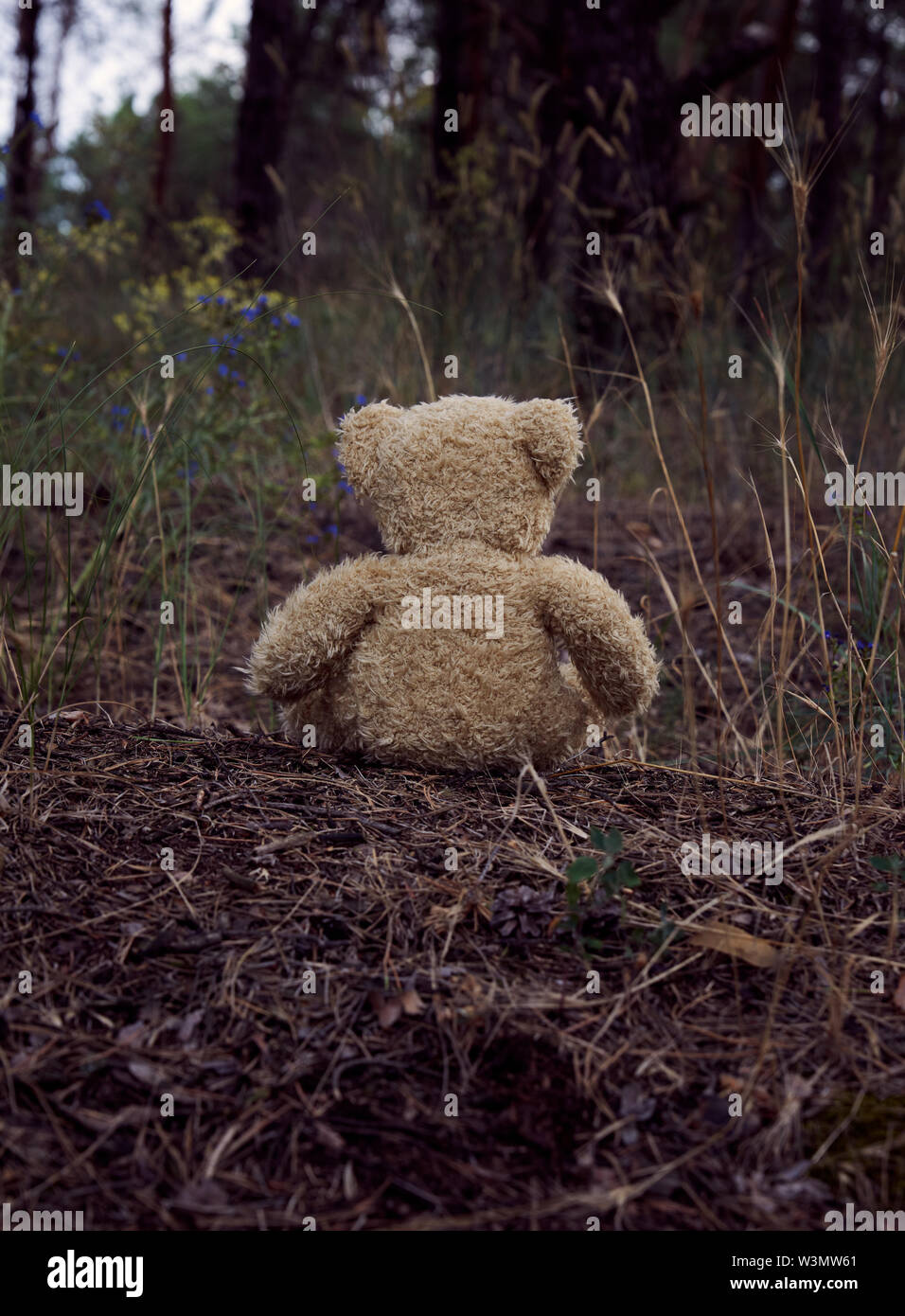 brown teddy bear sits back in the middle of a sandy road in the forest ...