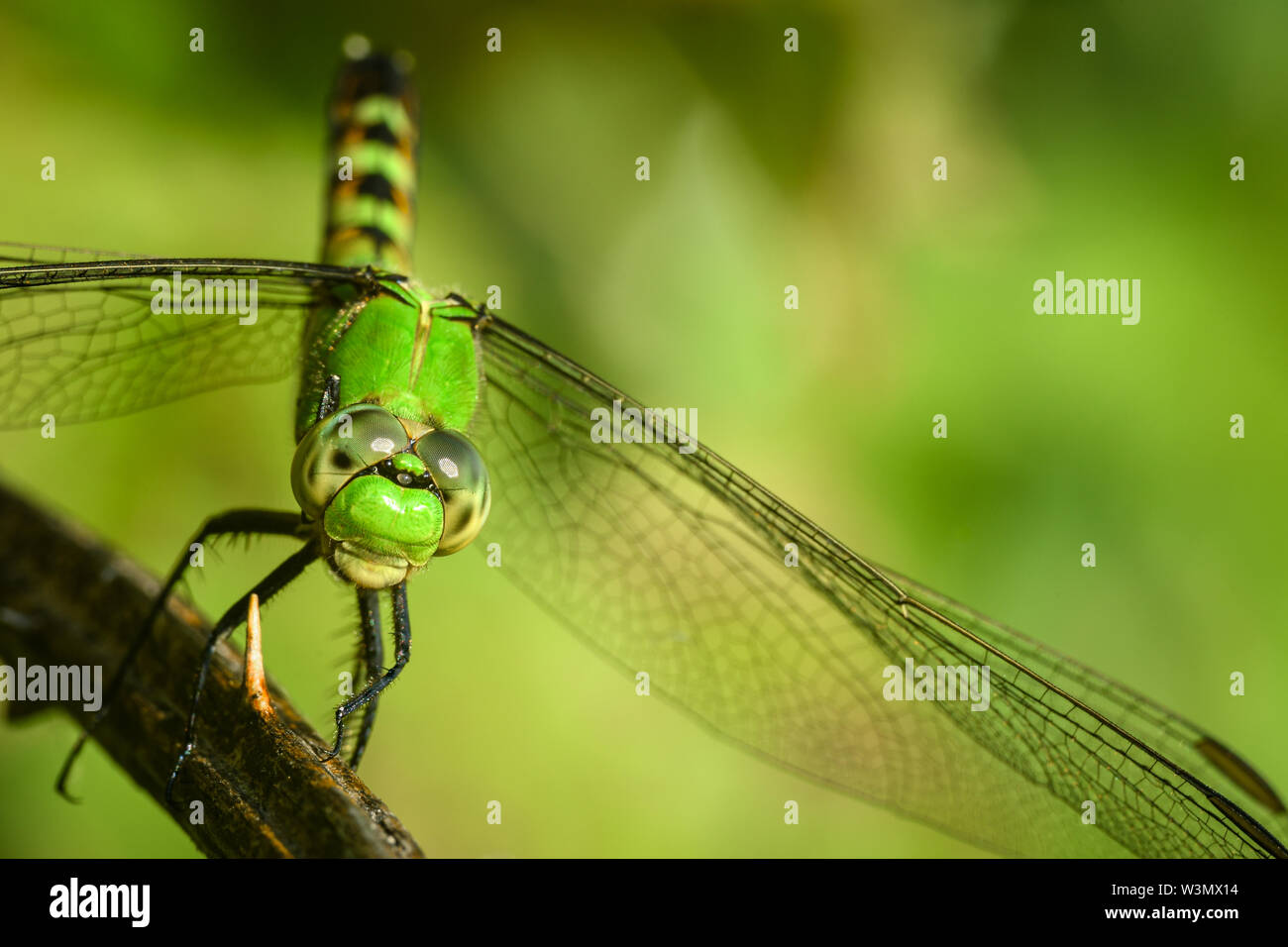 Fossil dragonfly insect wings hi-res stock photography and images - Alamy