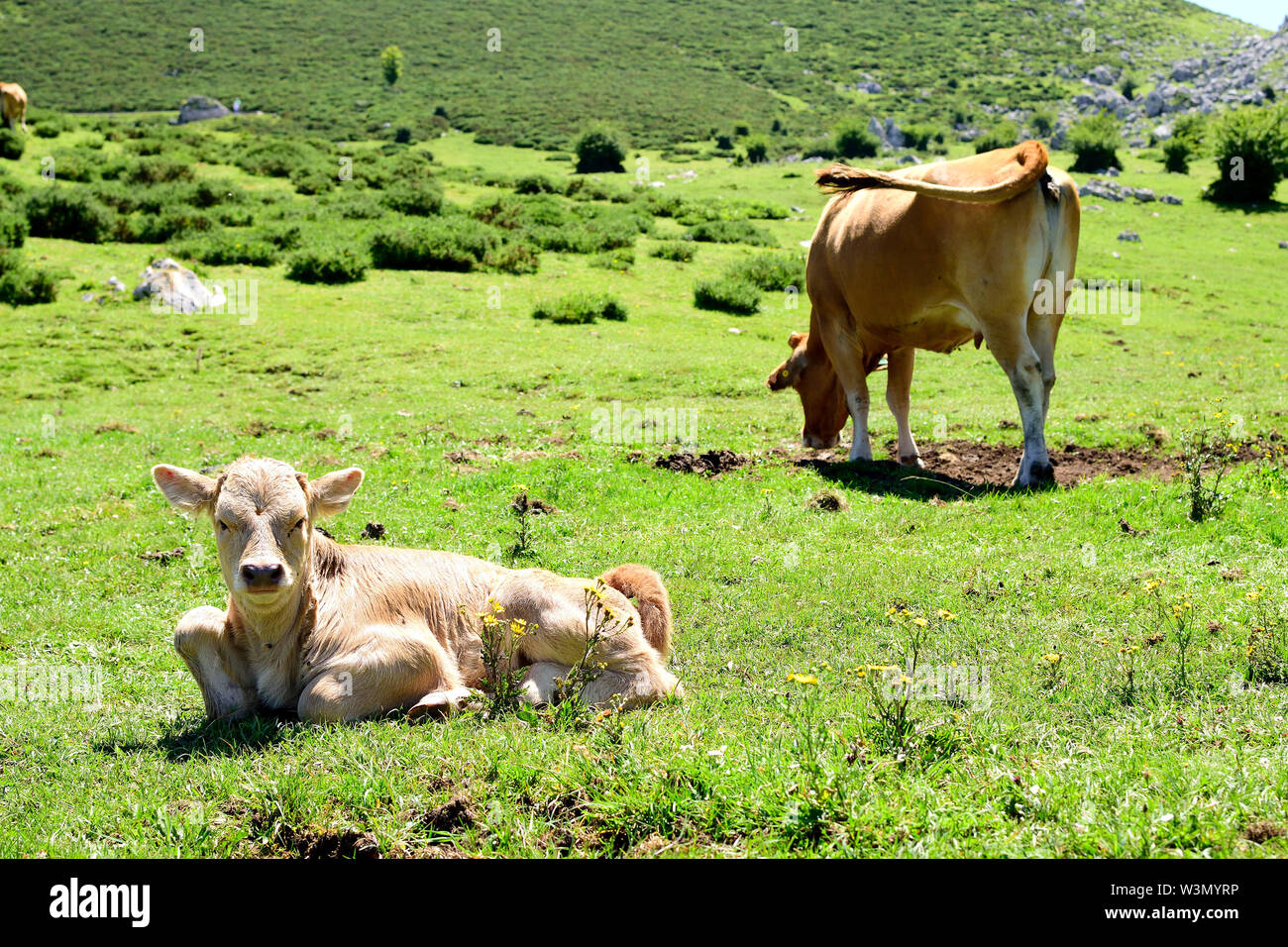 Animales rumiantes hi-res stock photography and images - Alamy