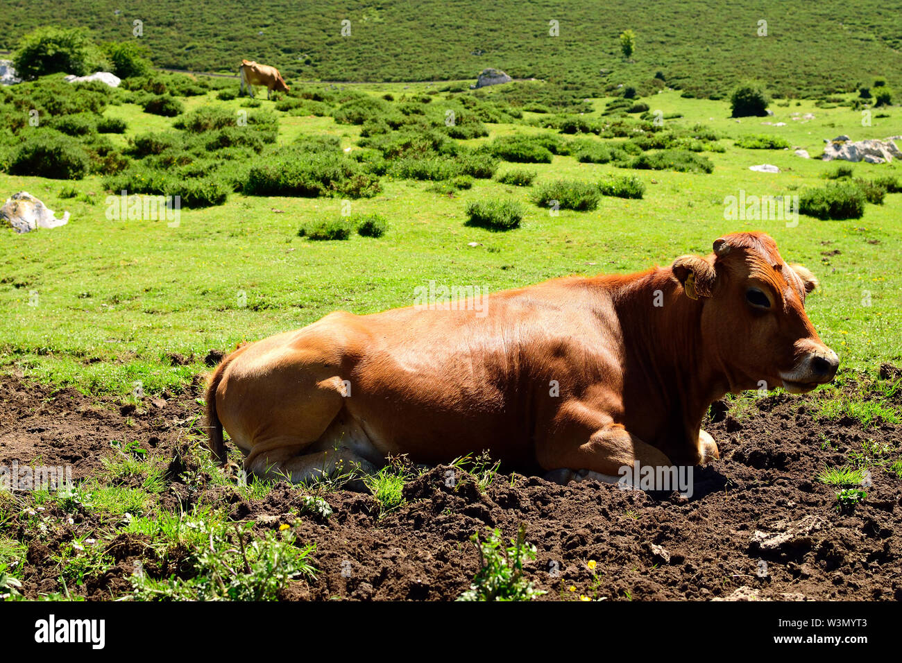 Animales rumiantes hi-res stock photography and images - Alamy