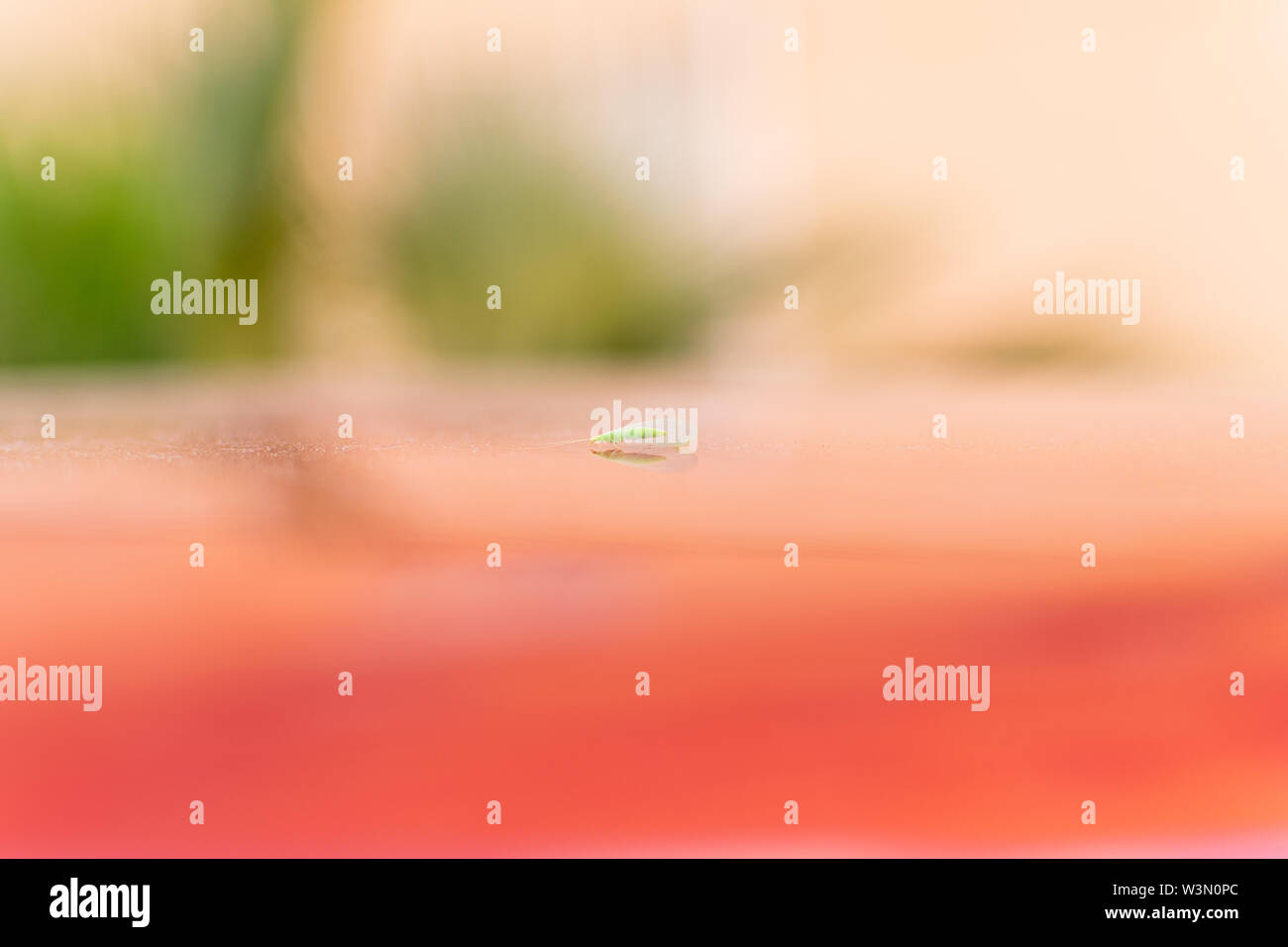 A focused green insect on red car Stock Photo - Alamy