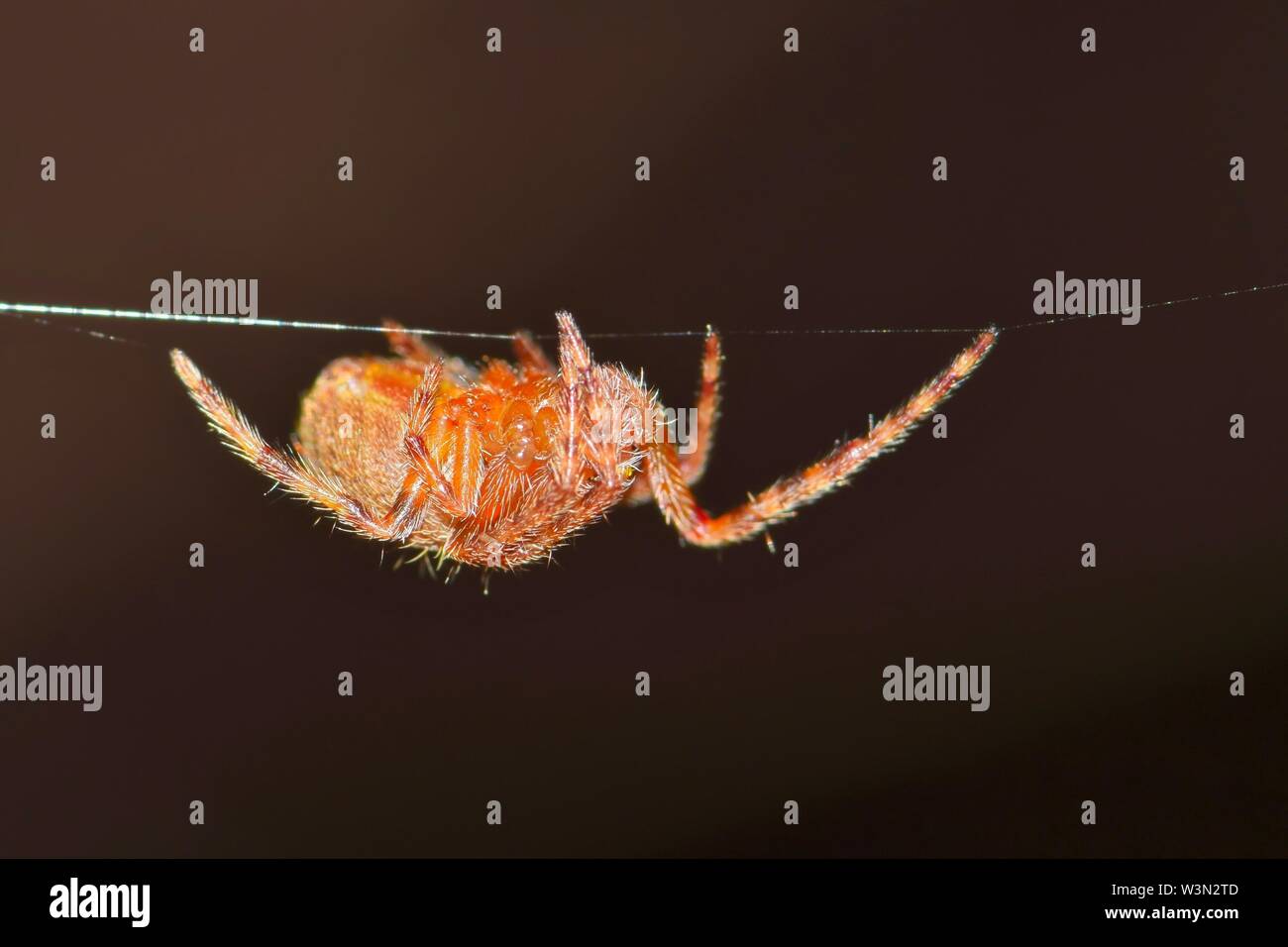 An Orb Weaver spider moves deftly upside-down along a single strand of ...