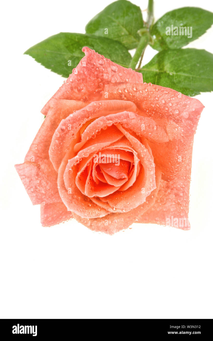 Red rose with drops of water on an isolated studio background Stock ...