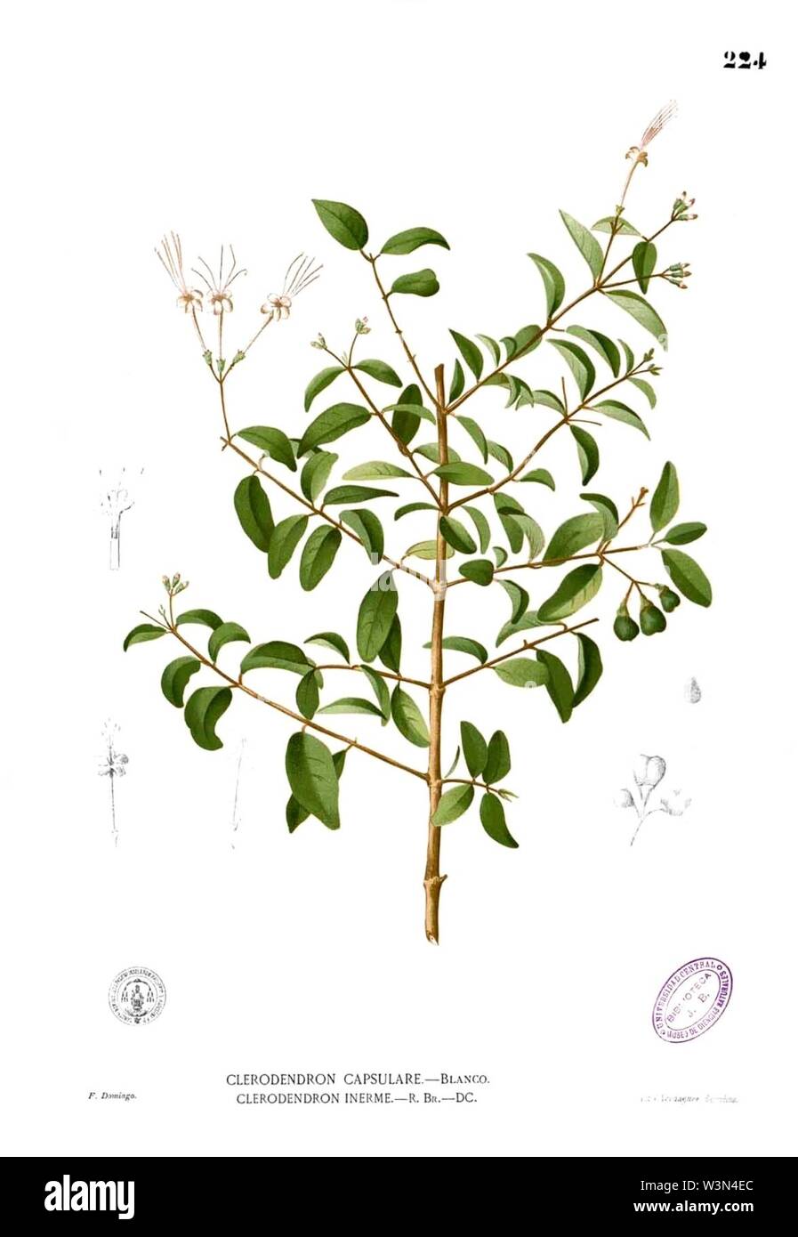 Clerodendrum inerme Blanco1.224 Stock Photo - Alamy