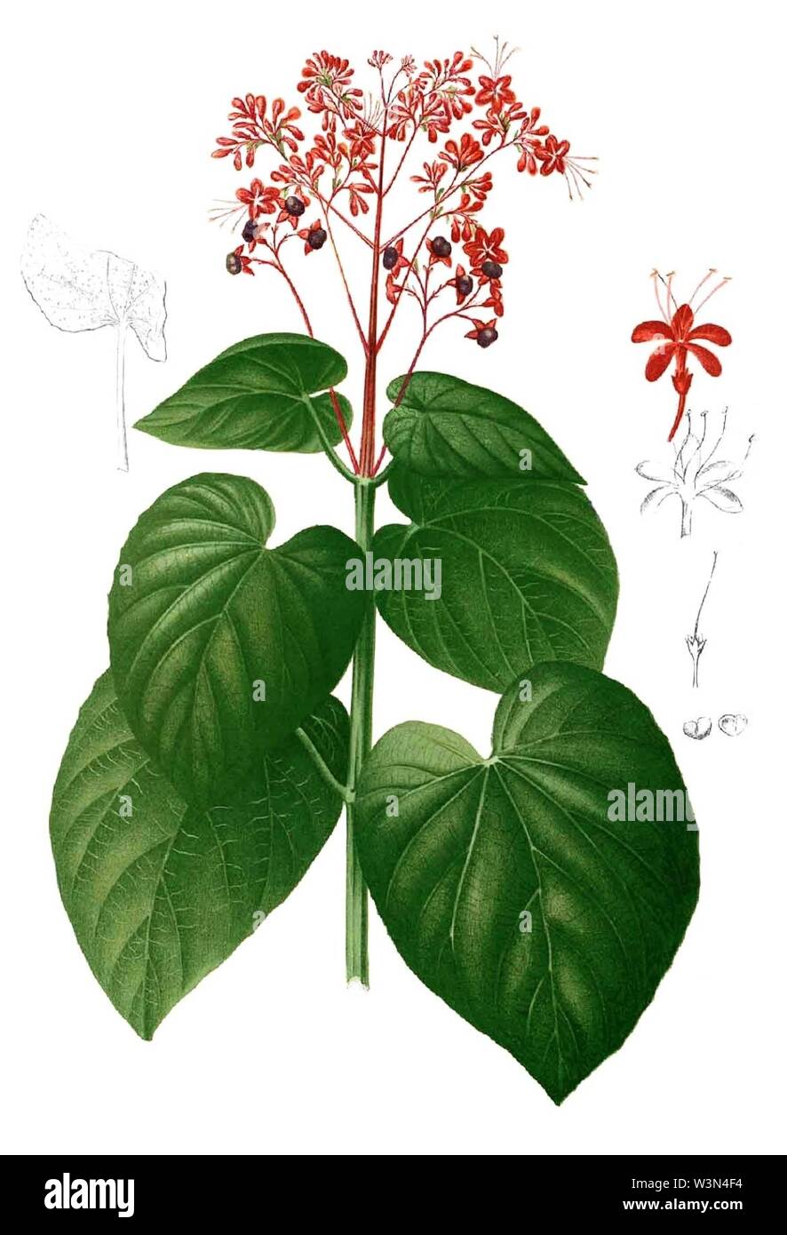 Intermedium hi-res stock photography and images - Alamy