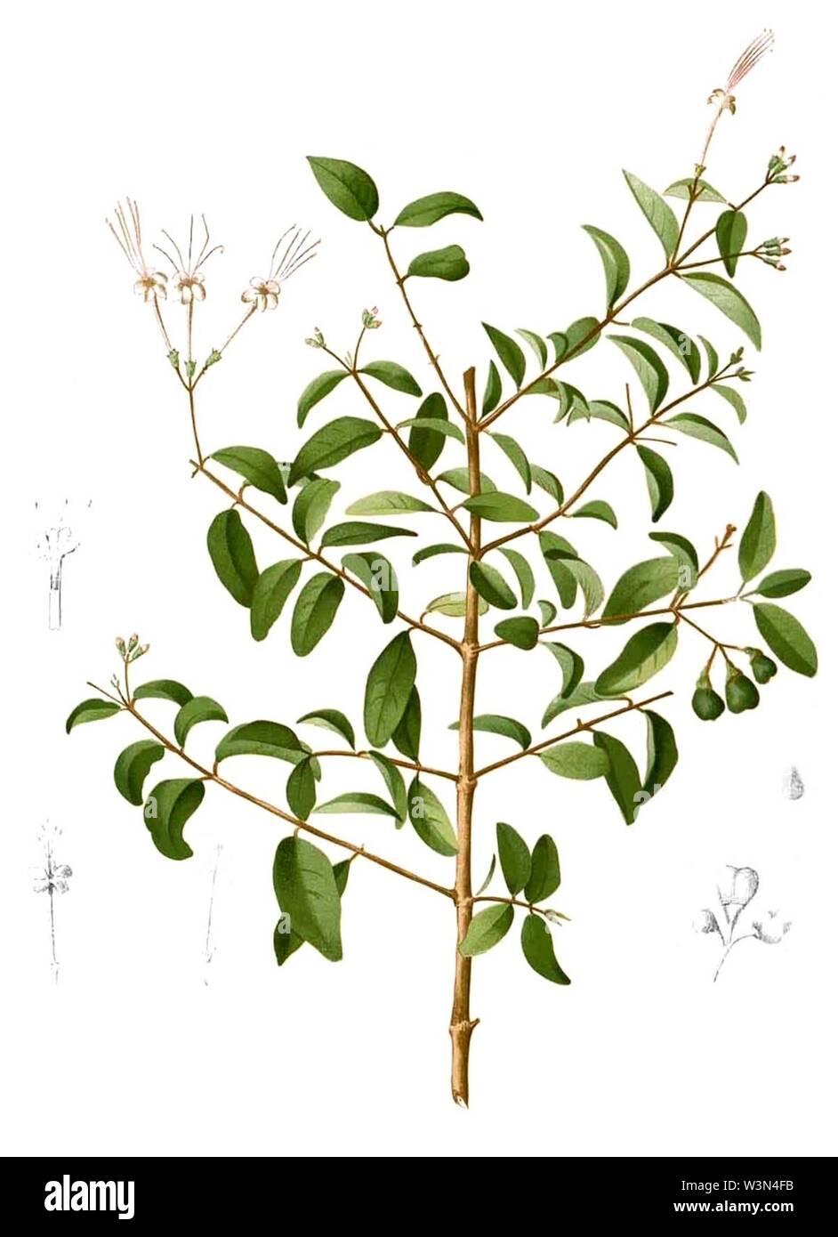 Clerodendrum inerme Blanco1.224-cropped Stock Photo - Alamy