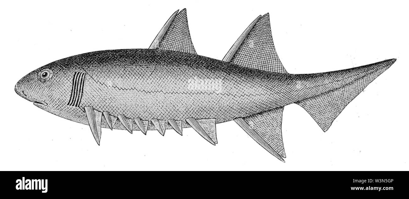 Climatius Cut Out Stock Images & Pictures - Alamy