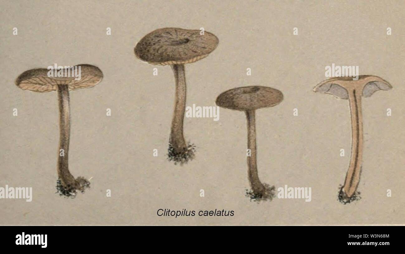 Clitopilus hi-res stock photography and images - Alamy