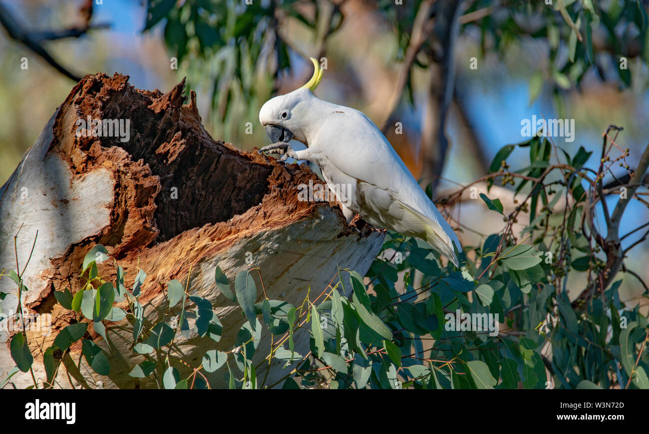 Hollow nesting bird hi-res stock photography and images - Alamy
