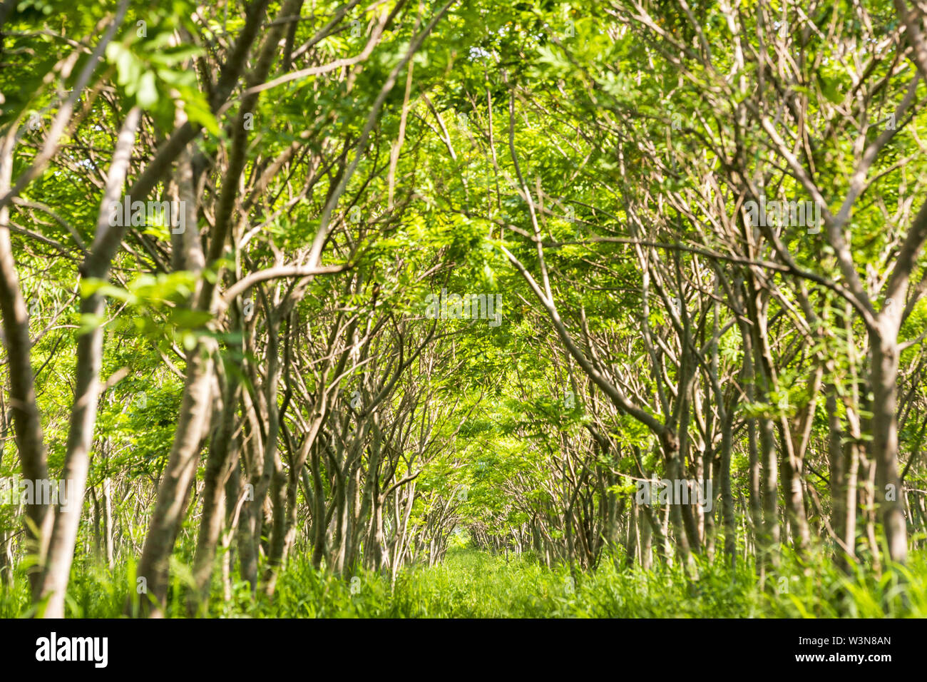 Totoro tunnel hi-res stock photography and images - Alamy