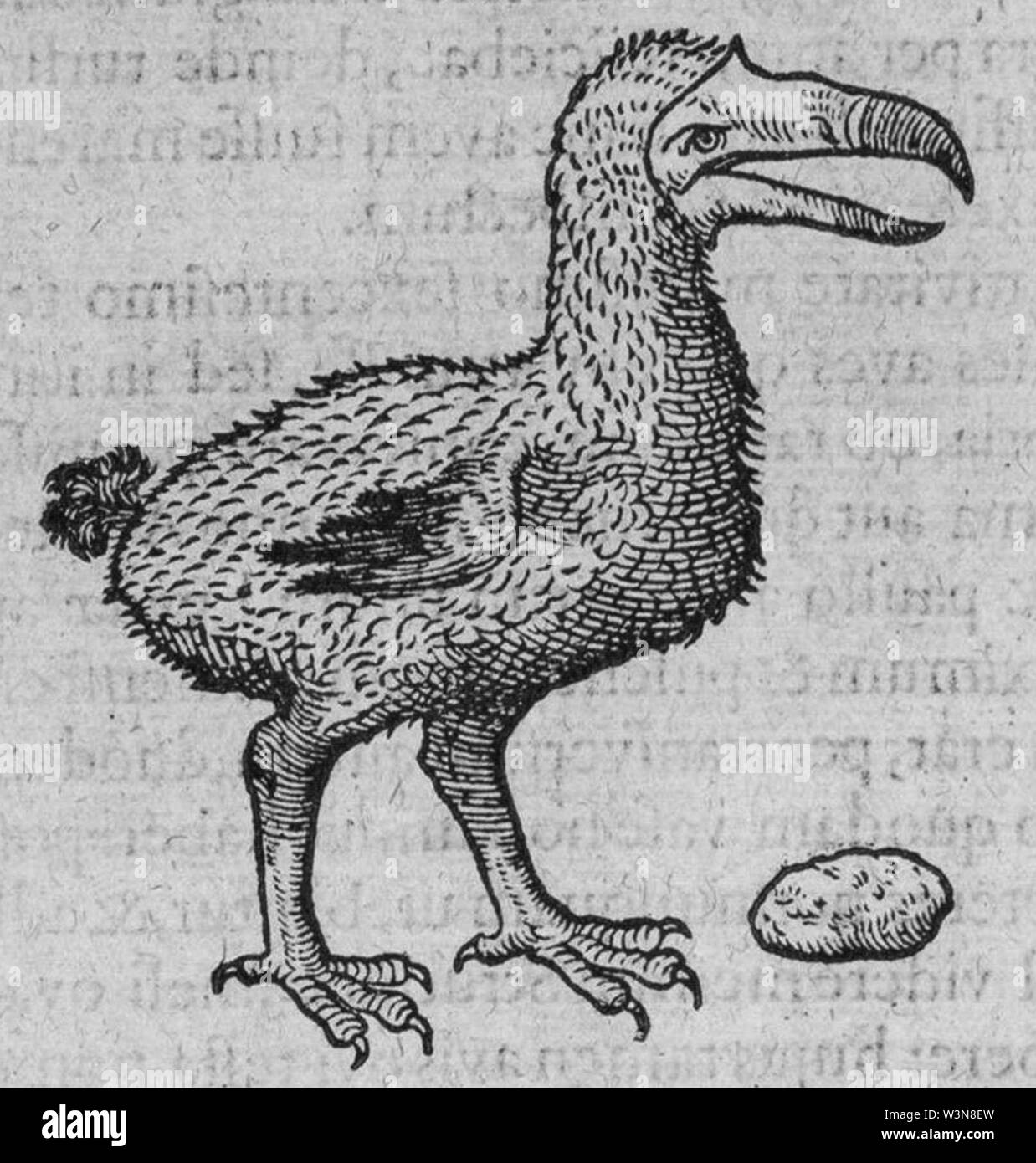 Vintage dodo artwork hi-res stock photography and images - Alamy