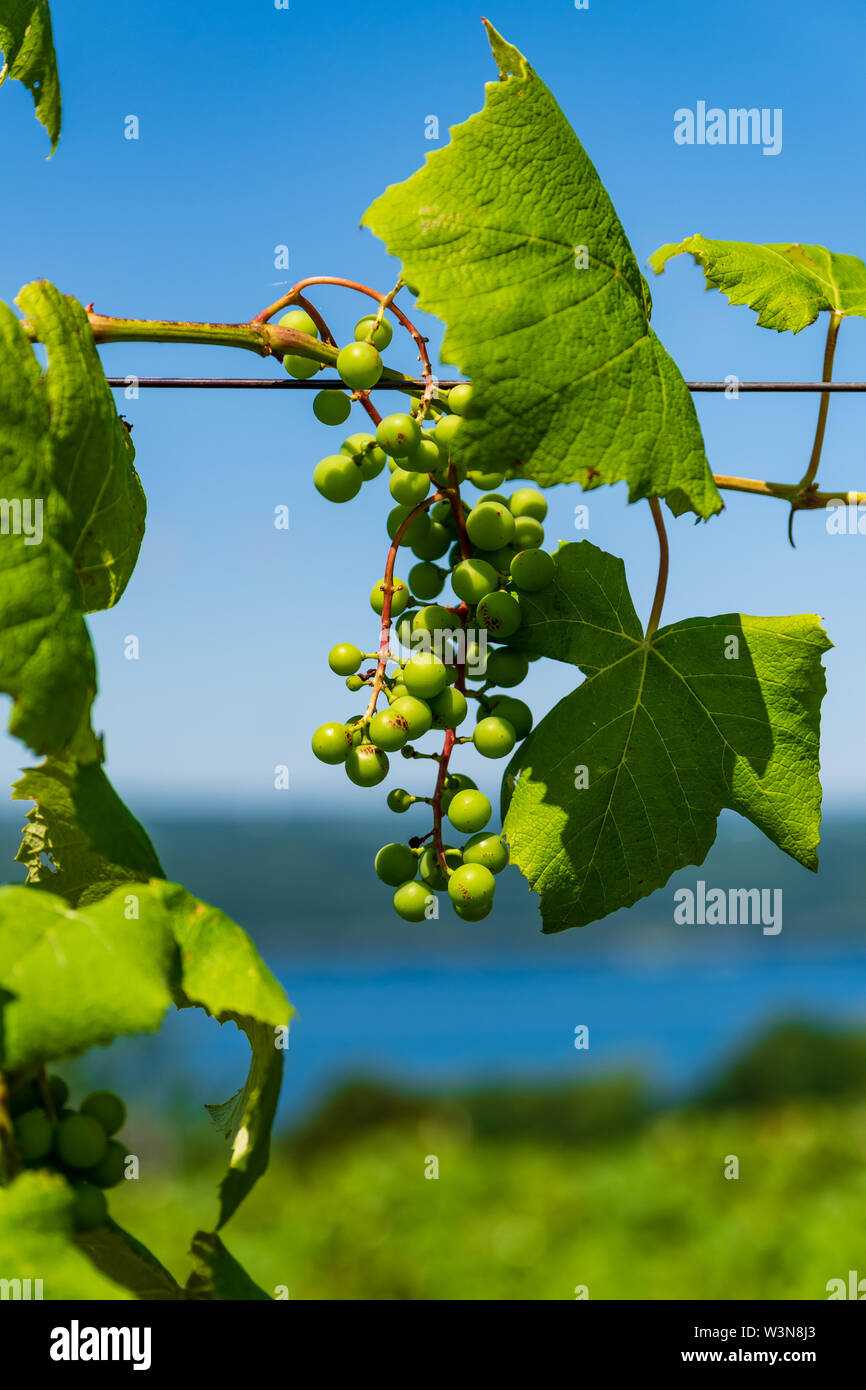 Baby Grapes Hanging On Seneca Lake Stock Photo - Alamy