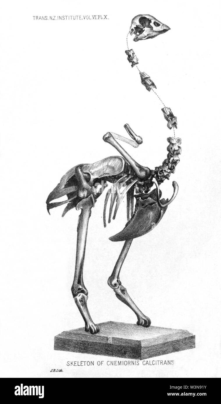 Calcitrans hi-res stock photography and images - Alamy