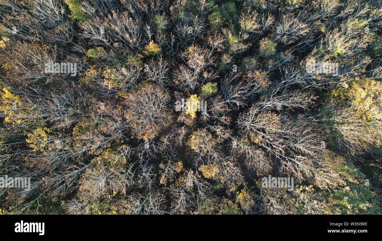 Manuka tree hi-res stock photography and images - Alamy