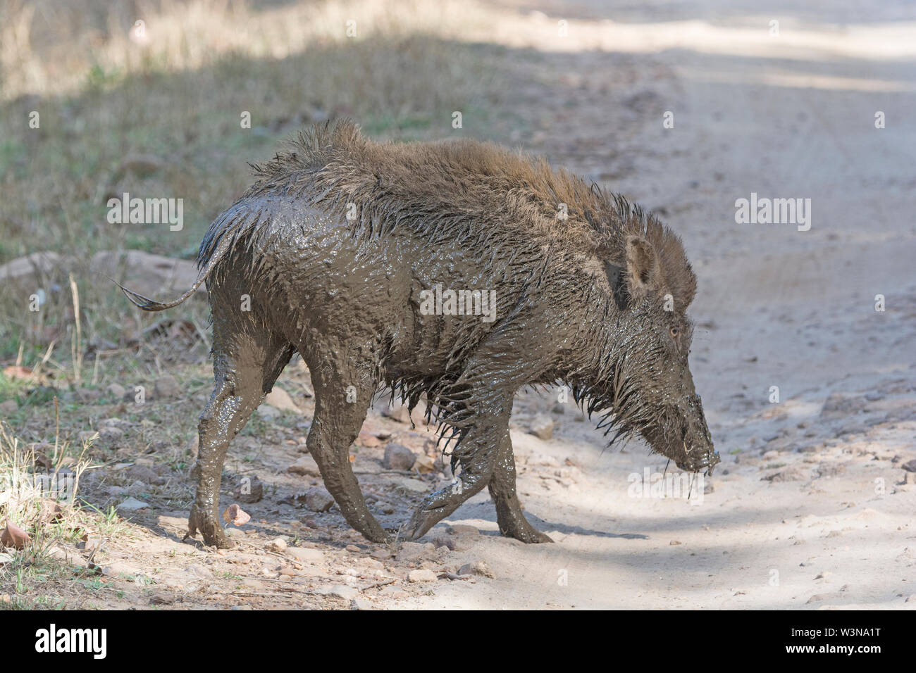 Indian pig hi-res stock photography and images - Alamy