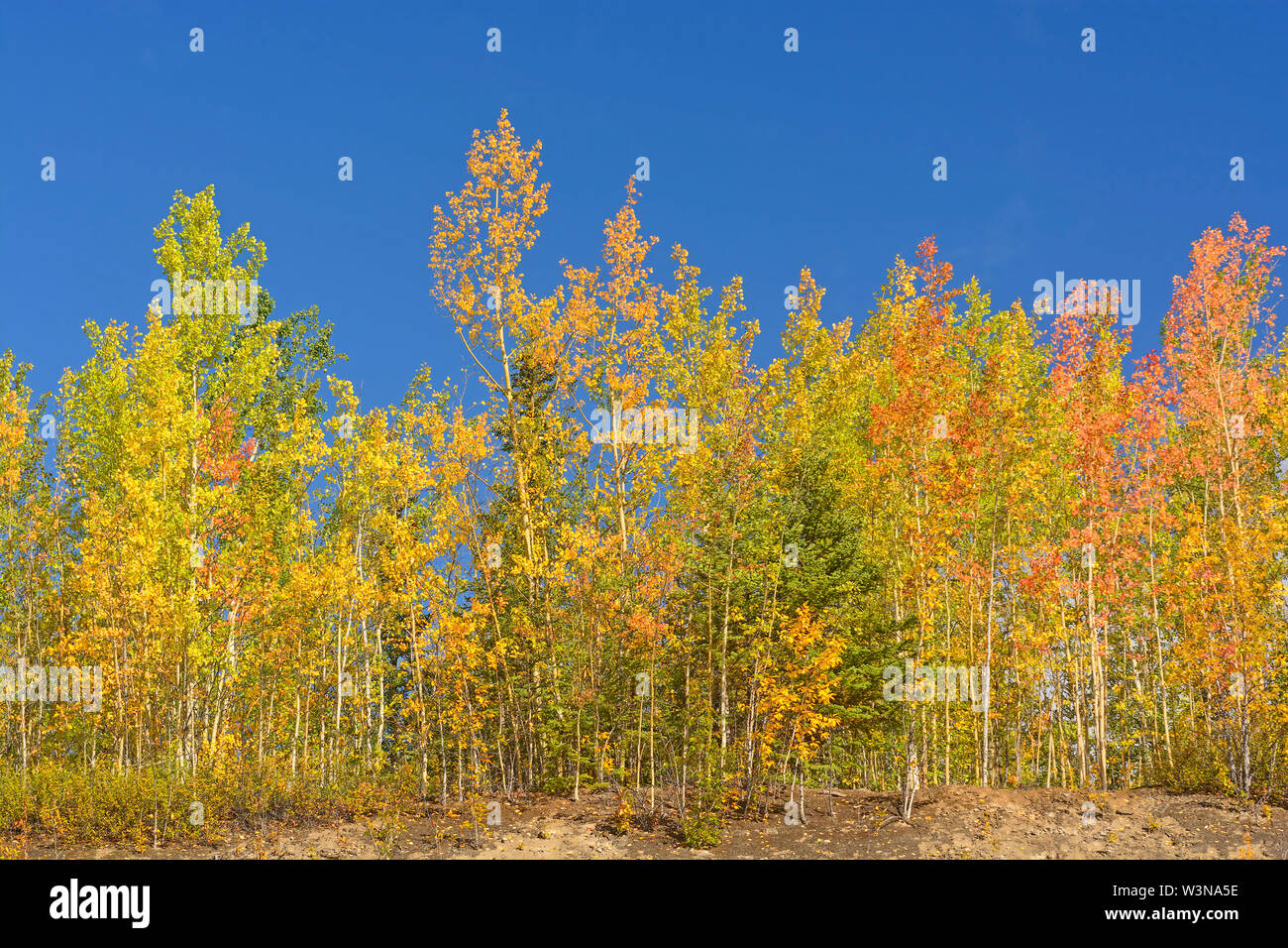 Fall Colors in the Taiga in interior Alaska Stock Photo - Alamy