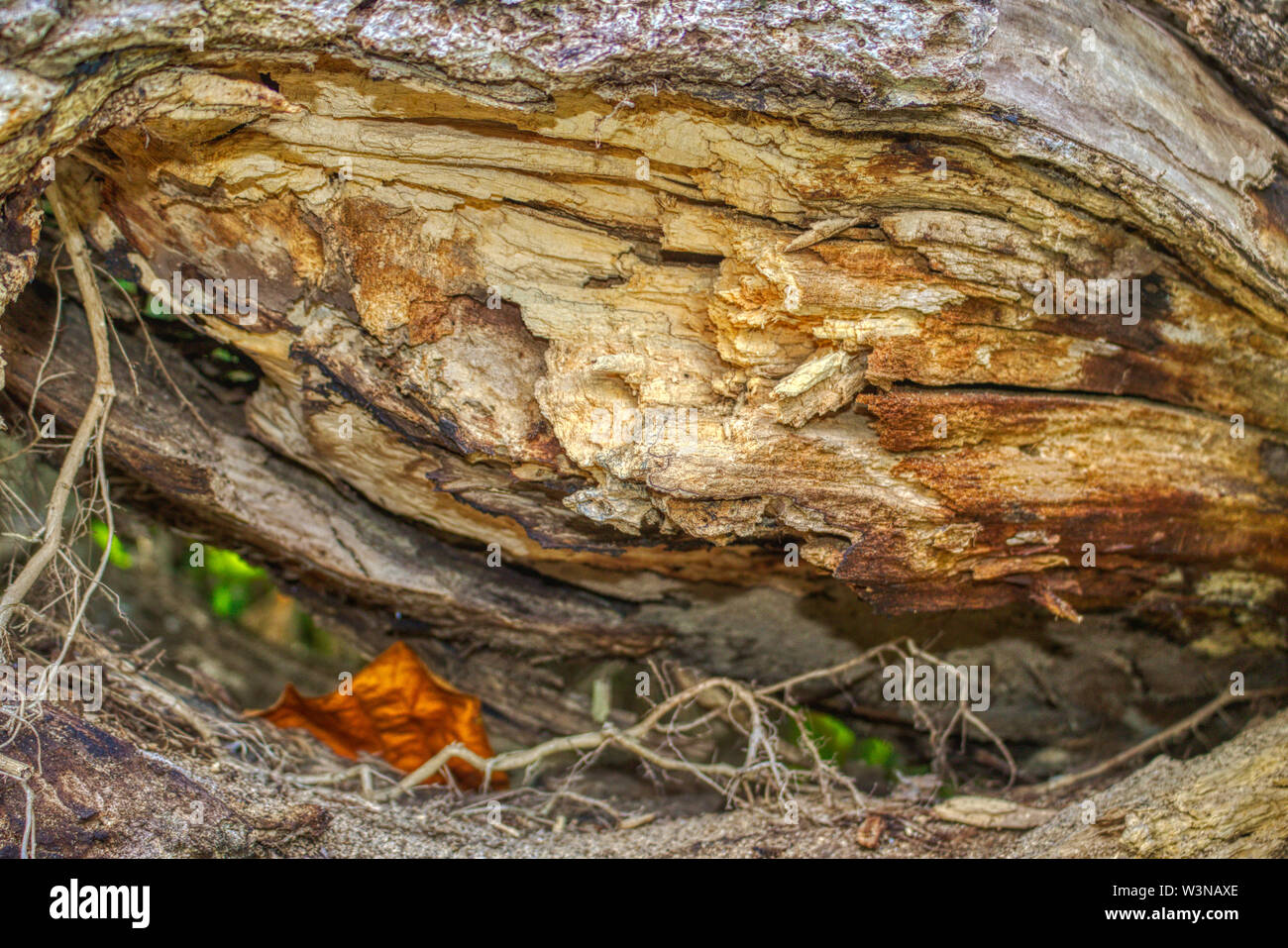 This unique photo shows the inside of a rotten tree. The picture was ...