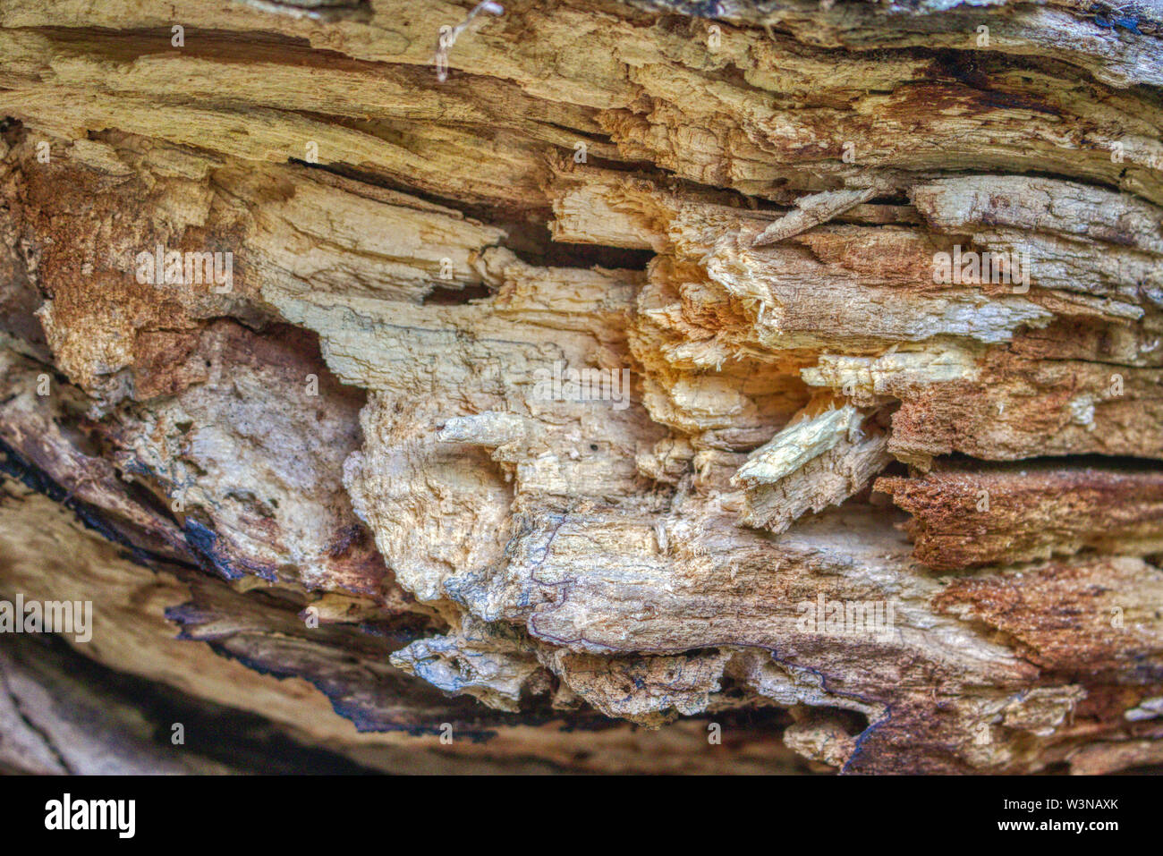 This unique photo shows the inside of a rotten tree. The picture was ...