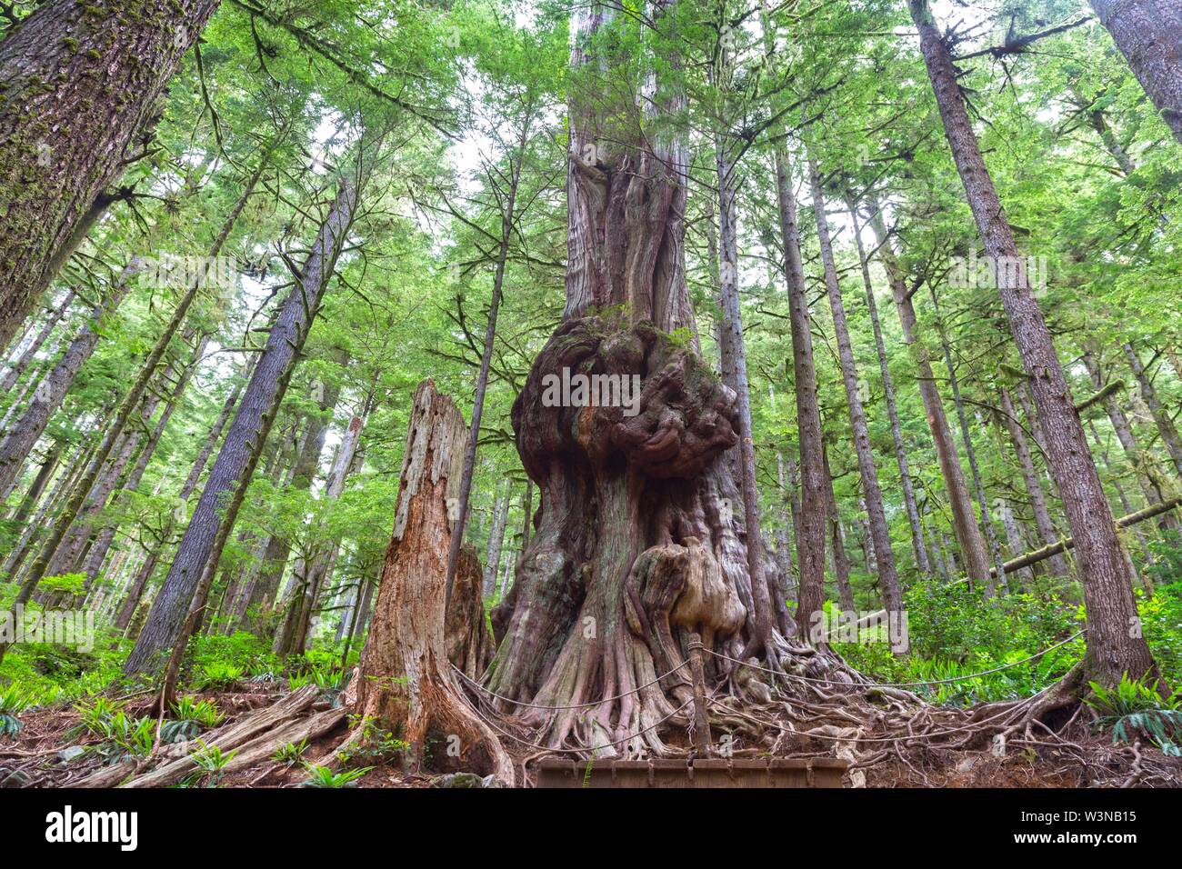 Cedar Tree Roots High Resolution Stock Photography and Images - Alamy