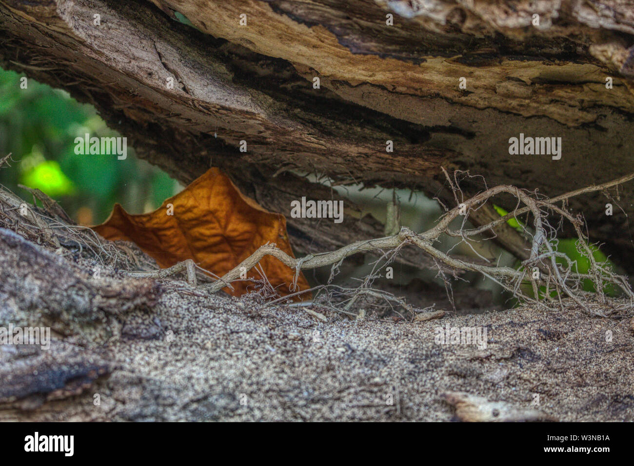 This unique photo shows the inside of a rotten tree. The picture was ...
