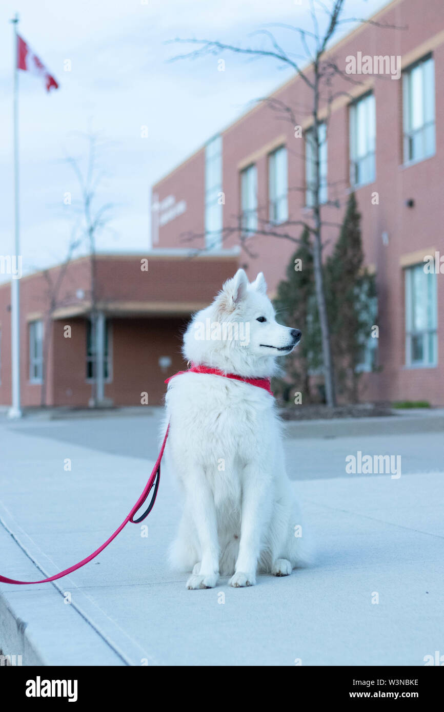White samoyed hi-res stock photography and images - Alamy