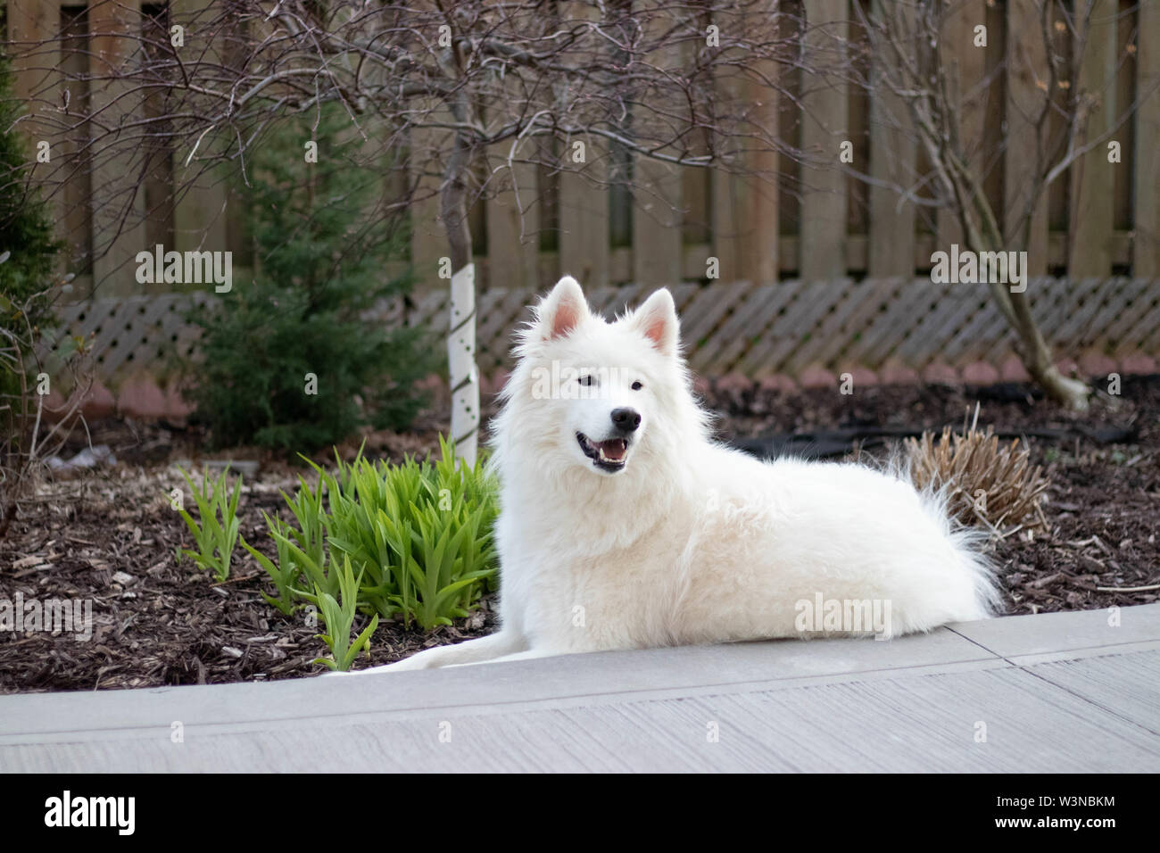 Canadian eskimo dog hi-res stock photography and images - Alamy