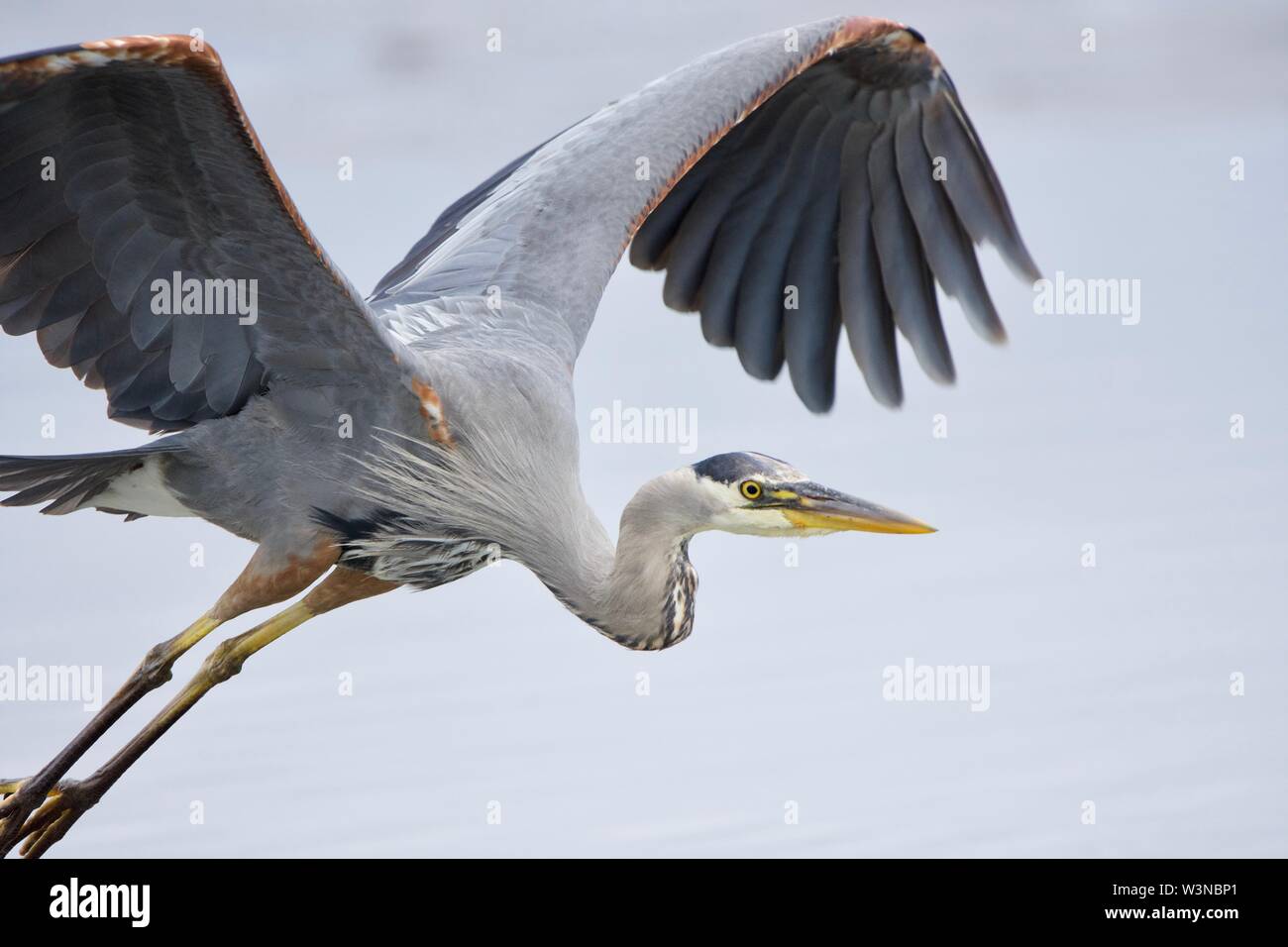 Great blue heron in flight, its legs streaming out behind, Witty's ...