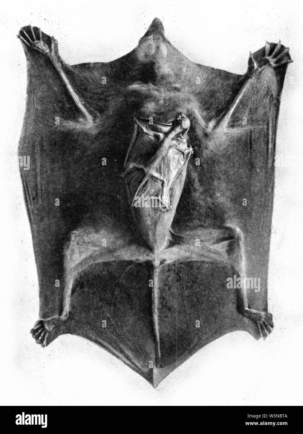 Cobego hi-res stock photography and images - Alamy