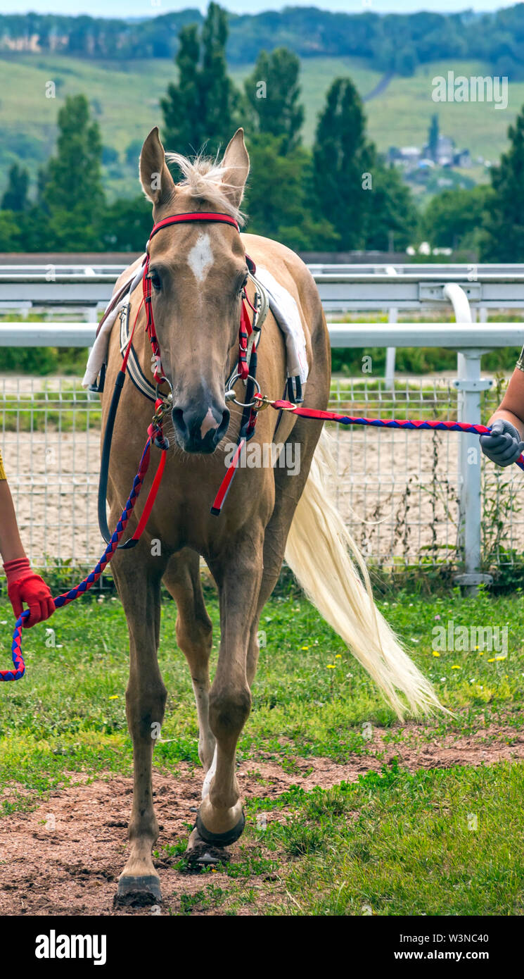 Portrait of a beautiful Akhal-Teke horse before the horse race Stock ...