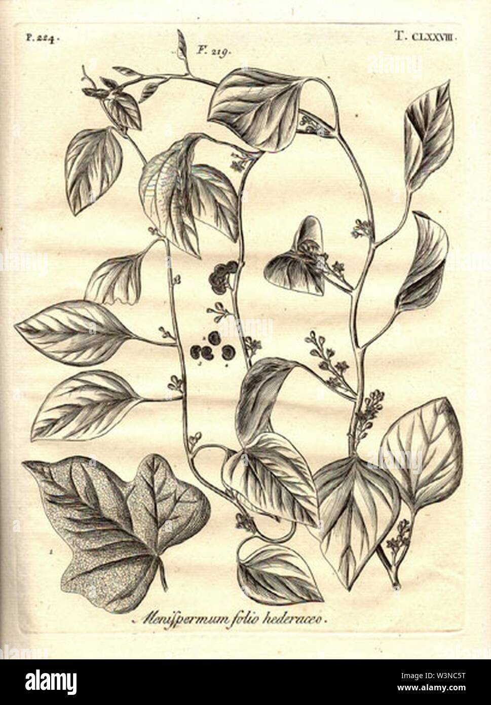 Cocculus carolinus hi-res stock photography and images - Alamy