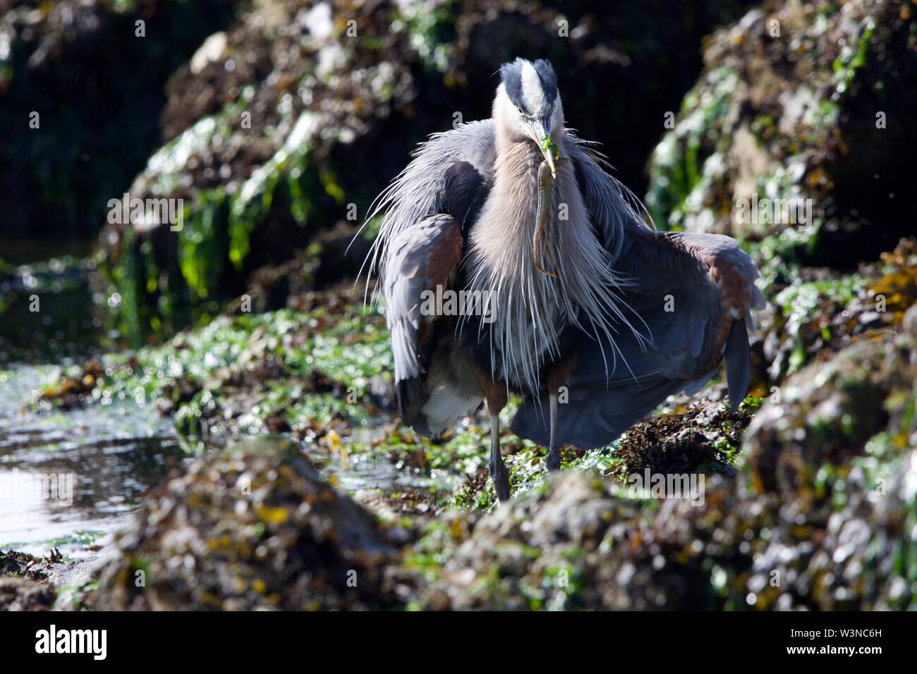 Great blue heron fluffs its feathers and spreads its wings while ...