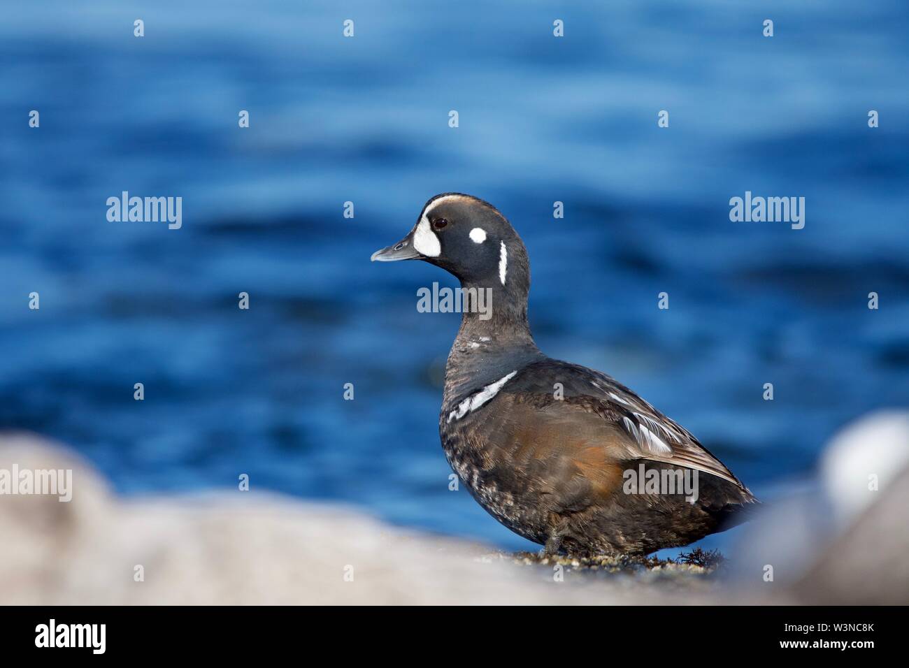 Female harlequin duck cranes her neck as she stands on shore in a group ...
