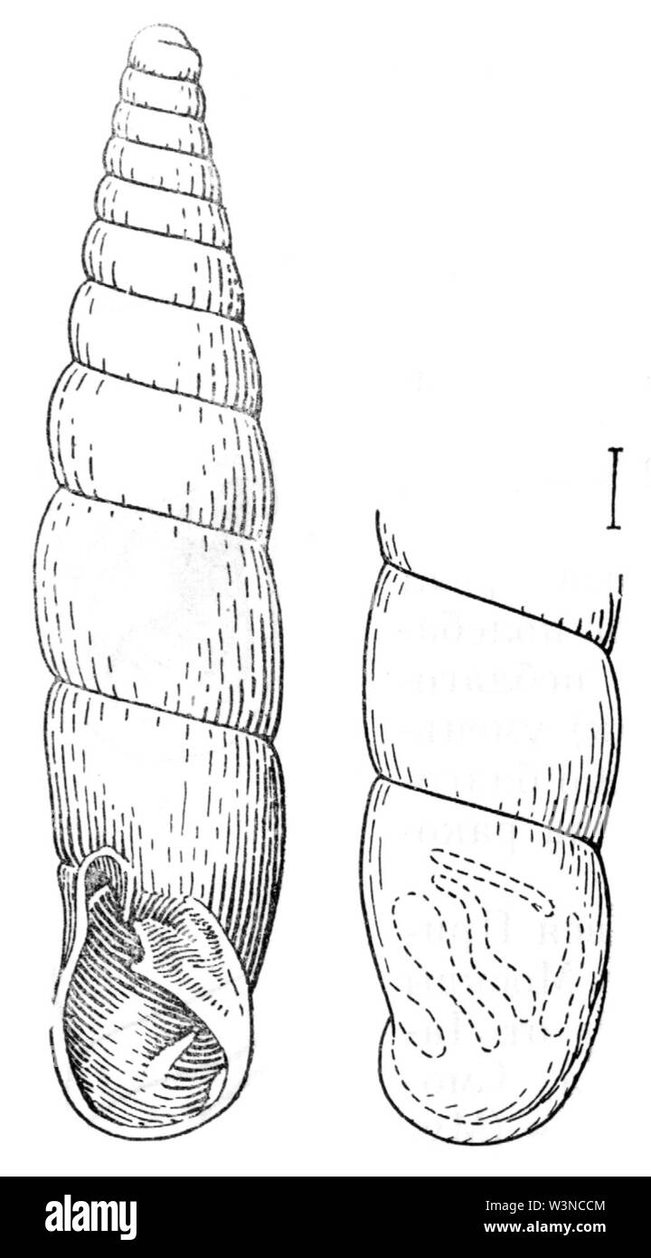 Costata Cut Out Stock Images & Pictures - Alamy