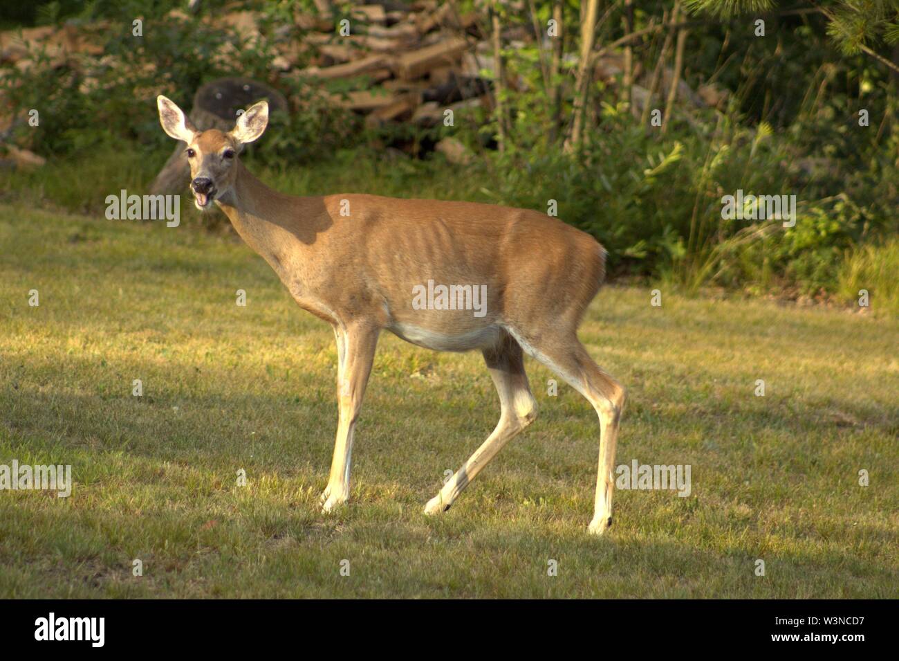 Pregnant doe High Resolution Stock Photography and Images - Alamy