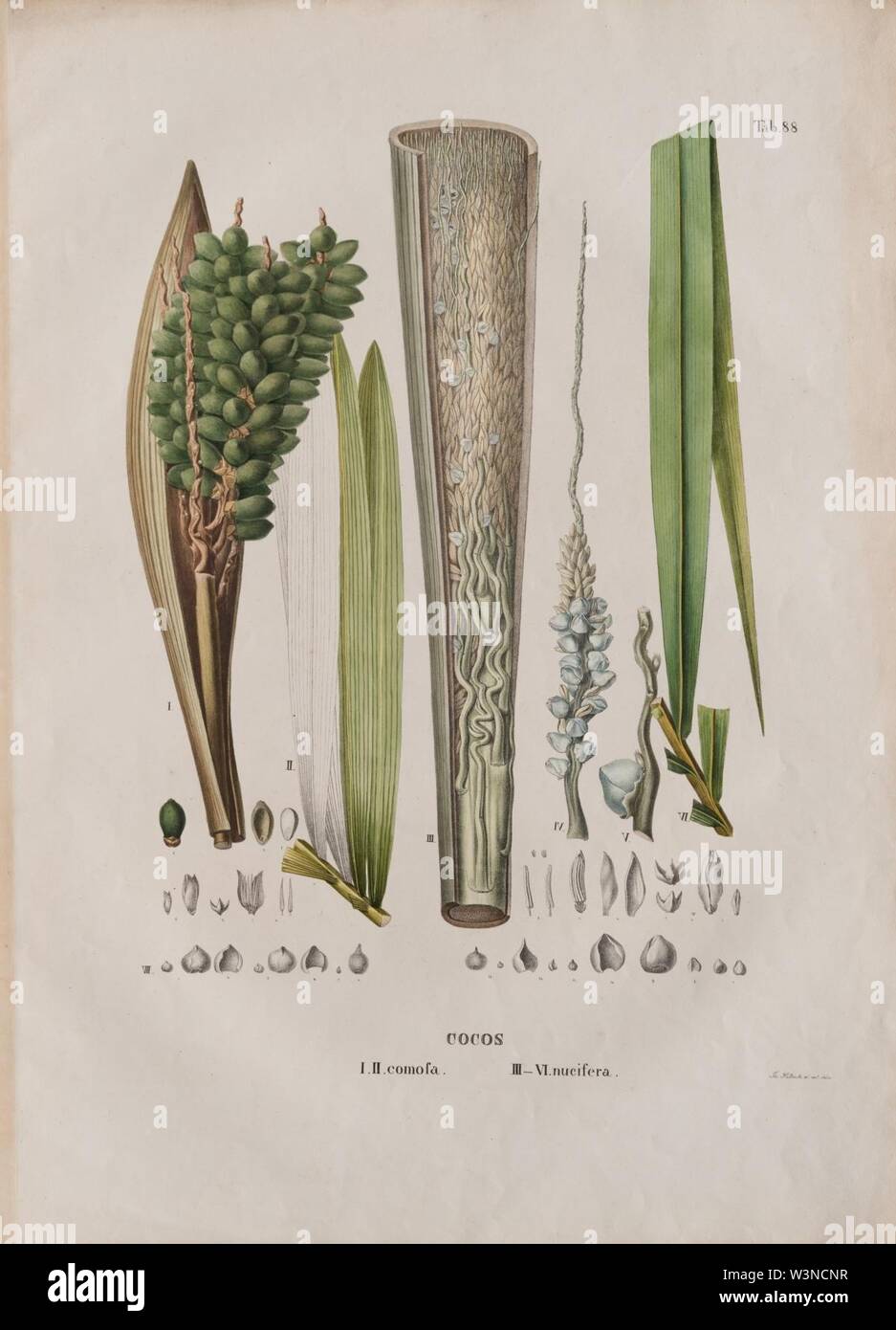 Cocos i ii hi-res stock photography and images - Alamy