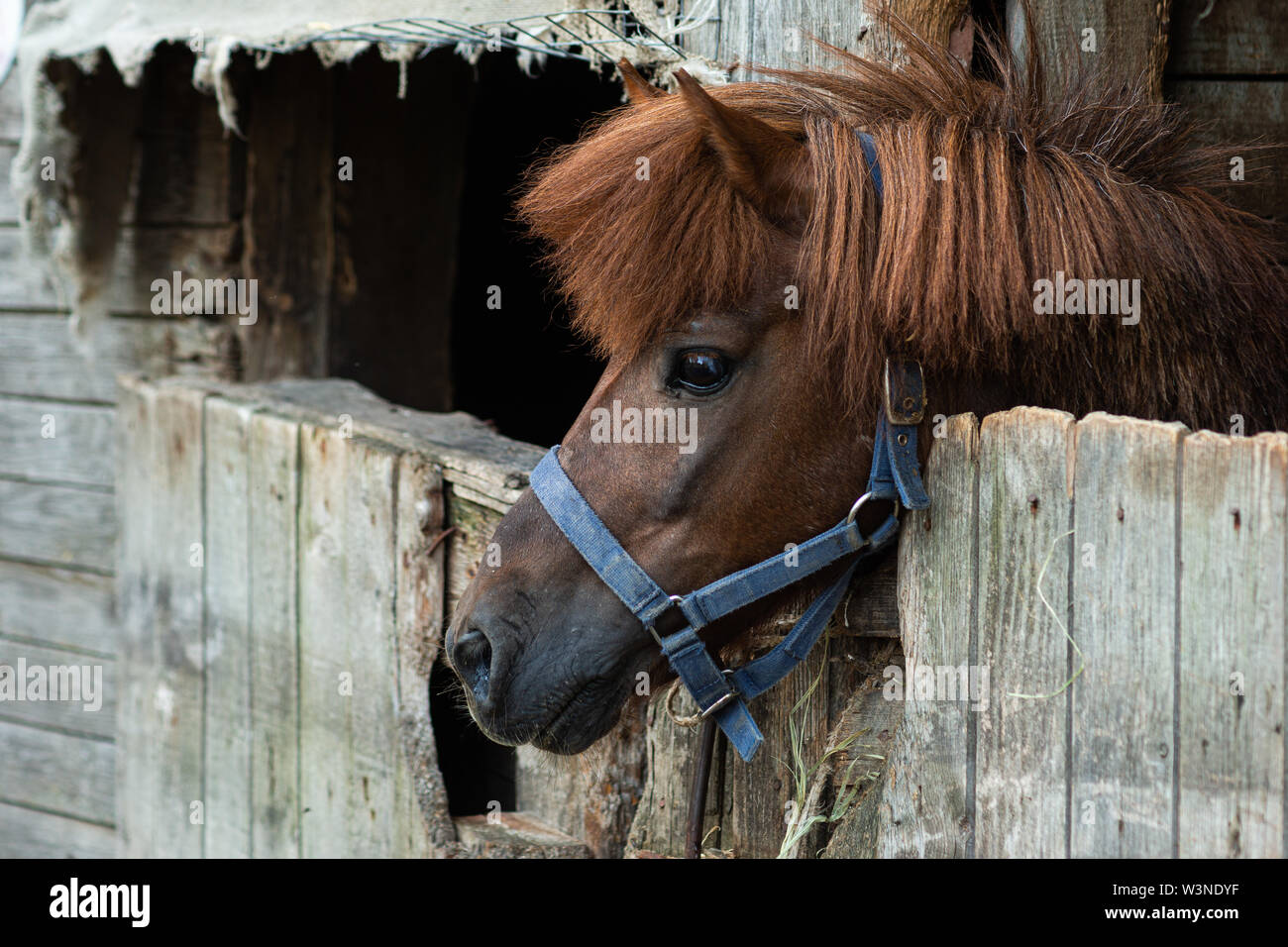 Wooden stable hi-res stock photography and images - Alamy