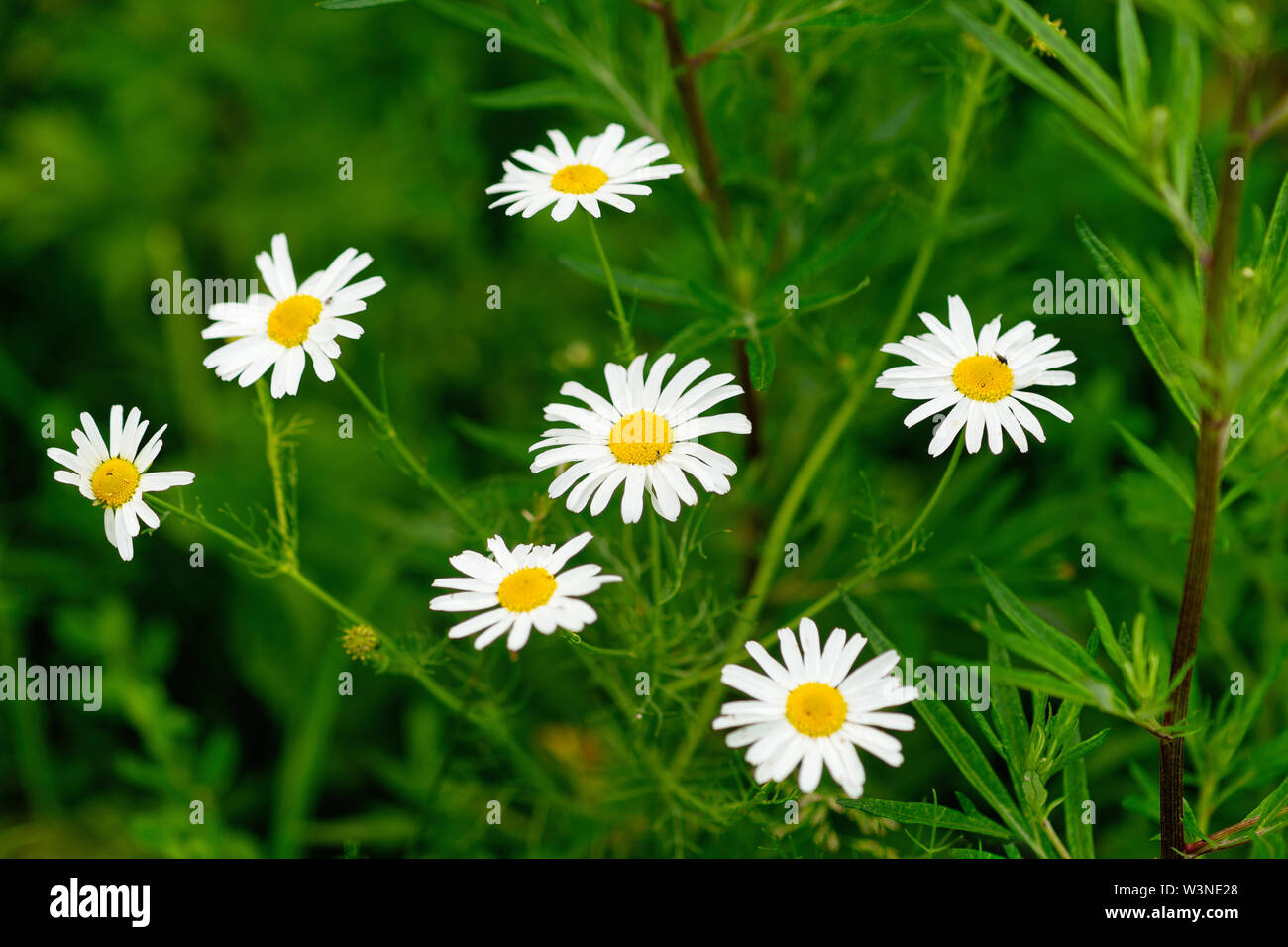 White daisy green center hi-res stock photography and images - Alamy