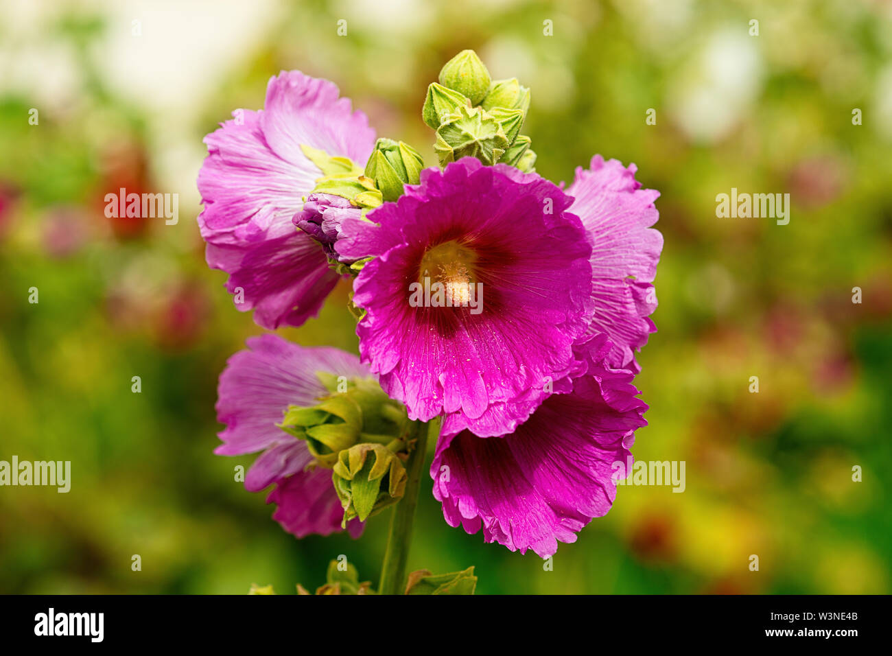 Bunch of beautiful mallows, malvaceae, malva flowers of violet color ...