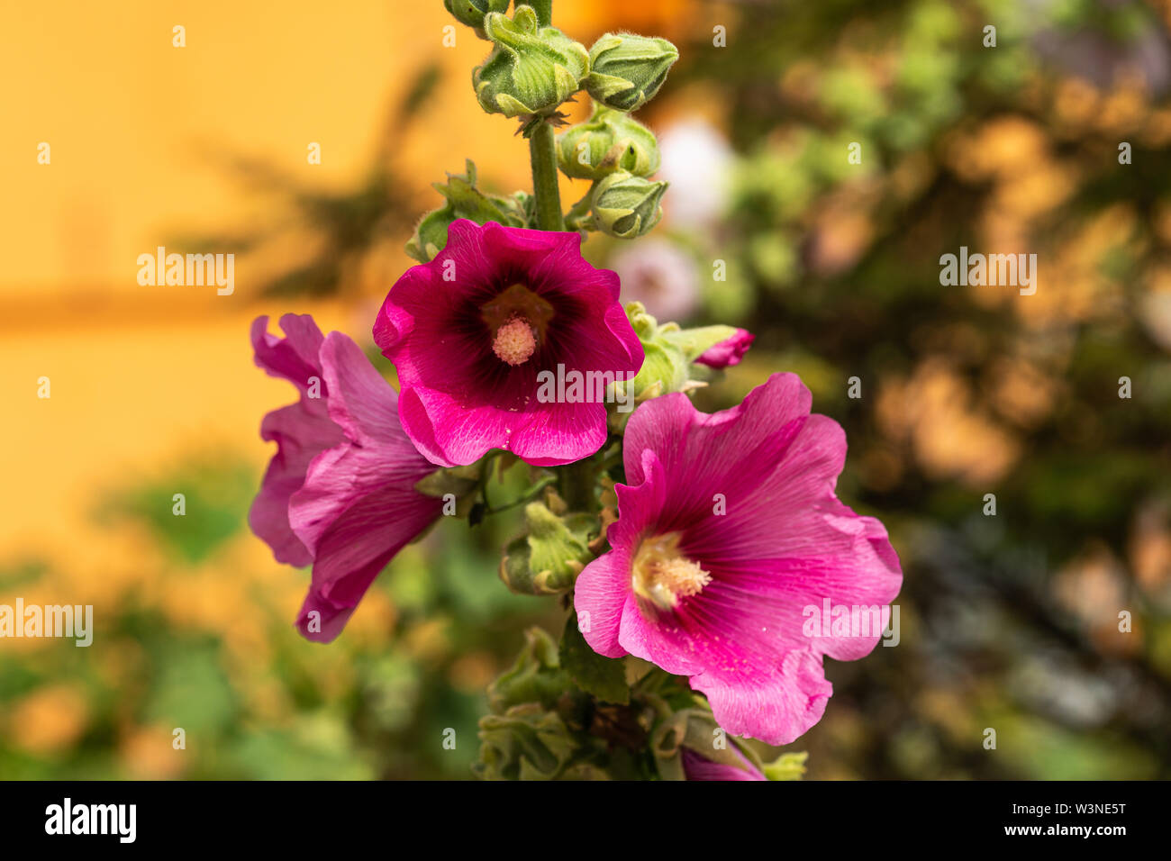 Mallow malvaceae hi-res stock photography and images - Alamy