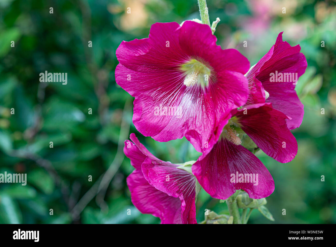 Mallow malvaceae hi-res stock photography and images - Alamy