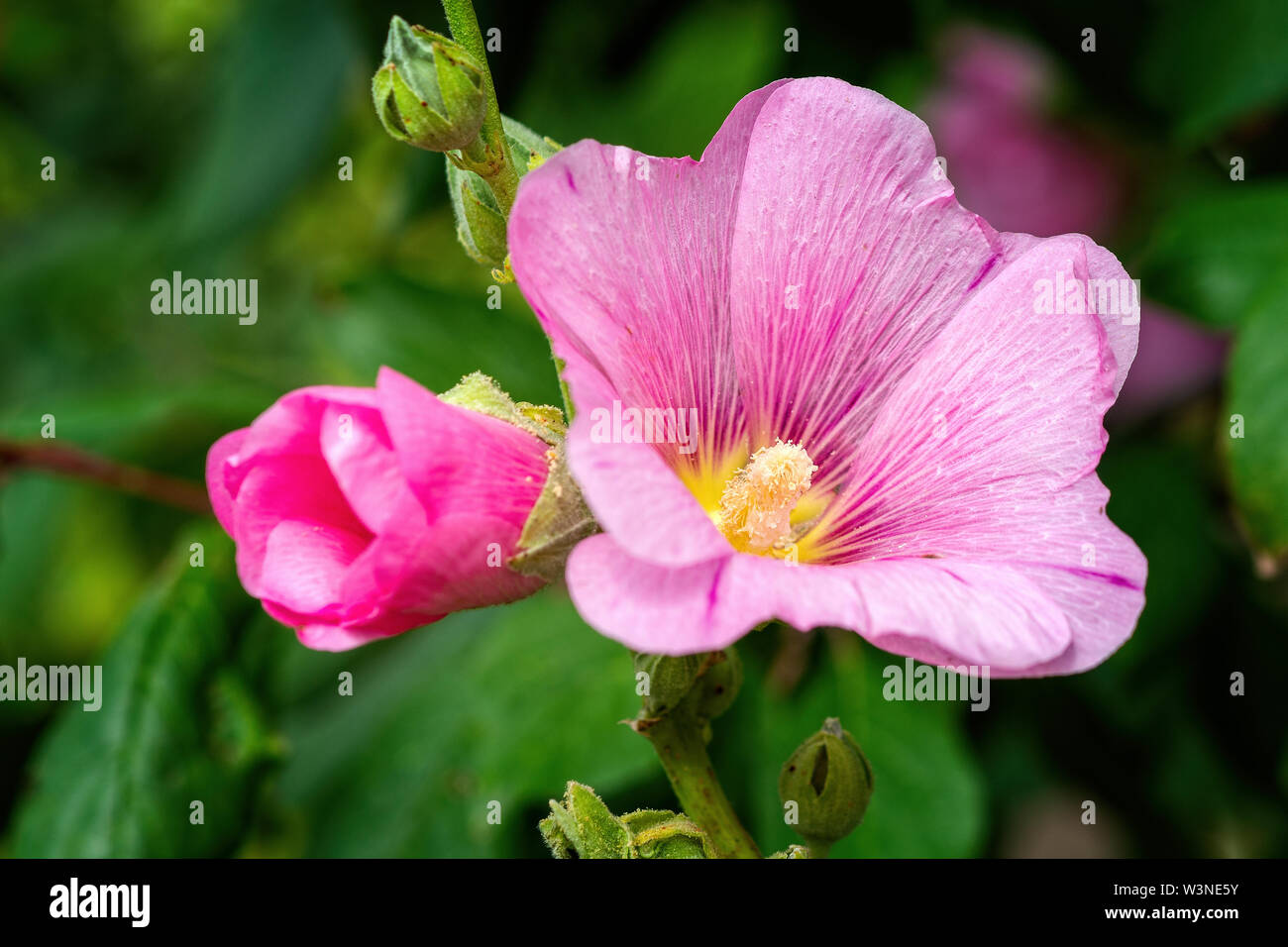 Soft pink malva, mallow, malvaceae, flower, dark green background ...