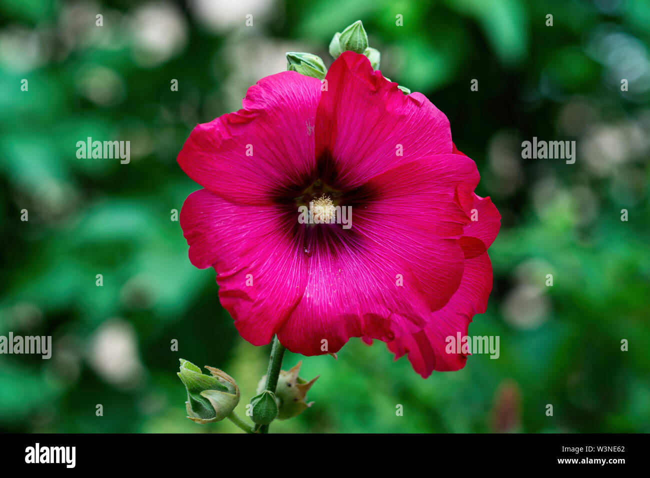 Elegant red malva, mallow, malvaceae, flower, green background. Summer ...