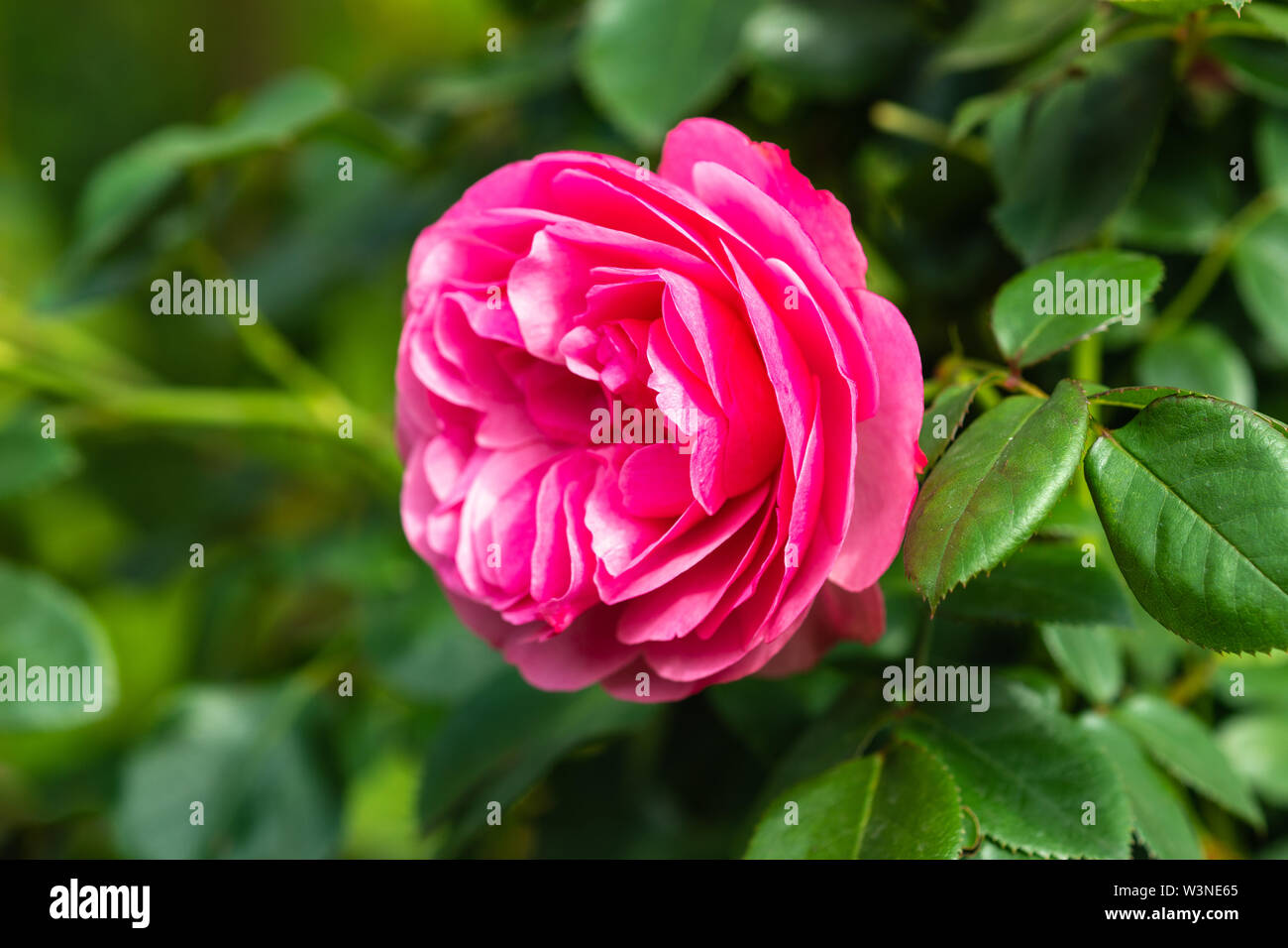 Dark pink rose hi-res stock photography and images - Alamy