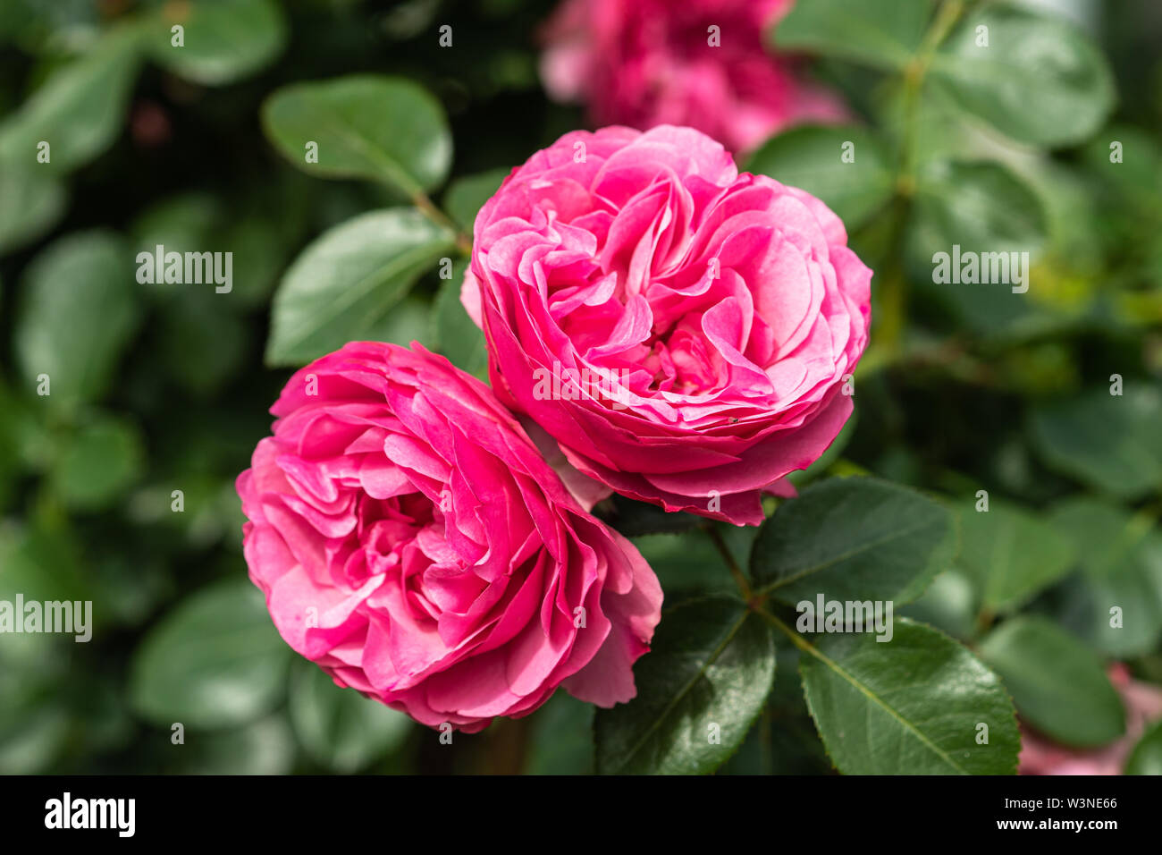 Dark pink rose hi-res stock photography and images - Alamy