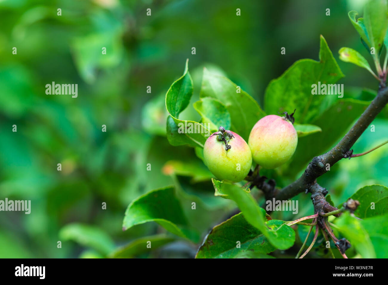 Pink farm backdrop hi-res stock photography and images - Alamy