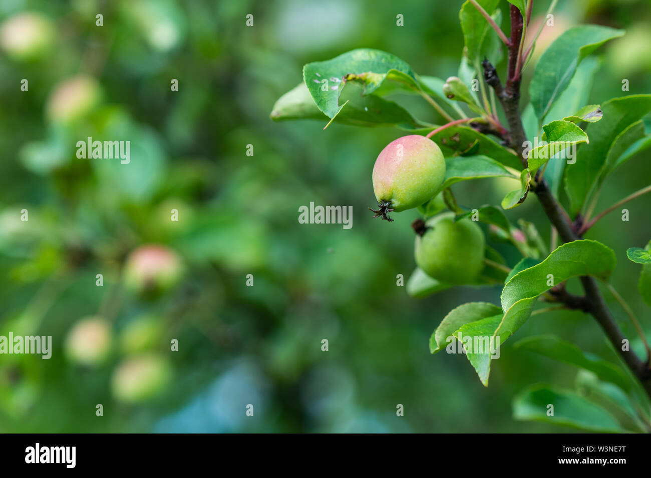 Pink farm backdrop hi-res stock photography and images - Alamy