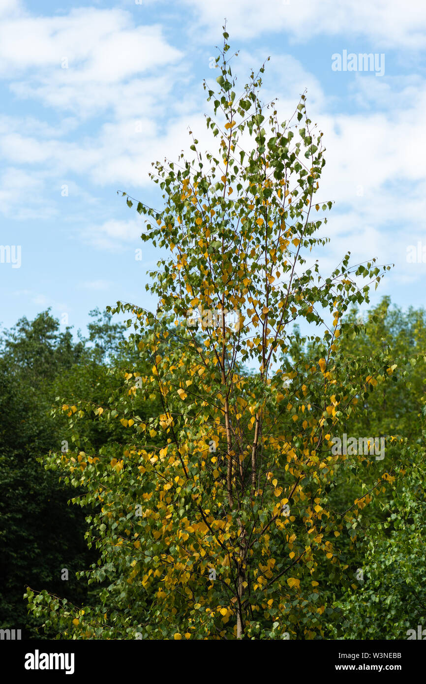 Birch tree flowers hi-res stock photography and images - Alamy